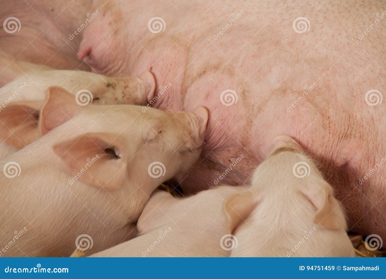 Piglets feeding stock image. Image of straw, birth, animal - 94751459