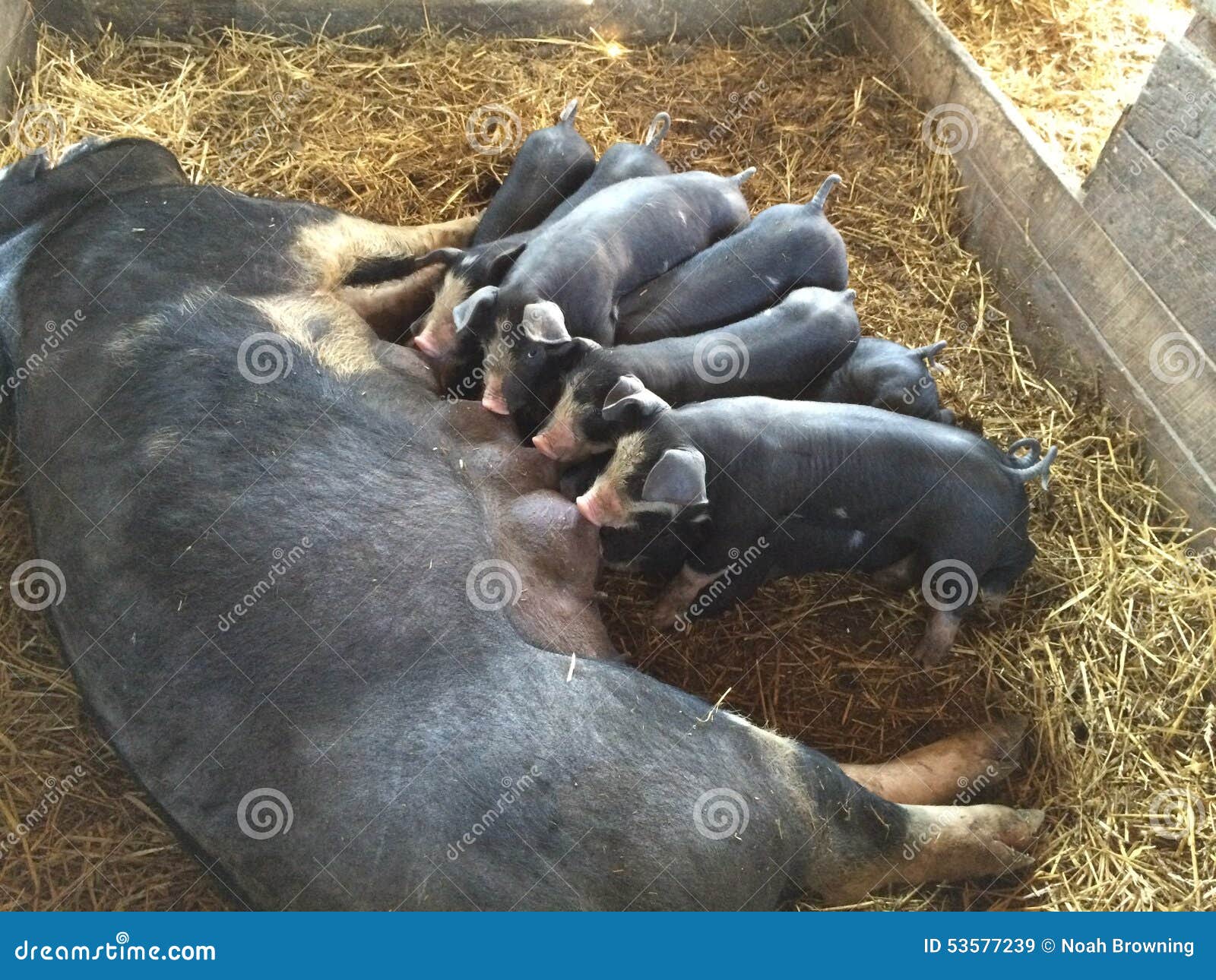 Piglets feeding stock image. Image of nursing, feed, milk - 53577239