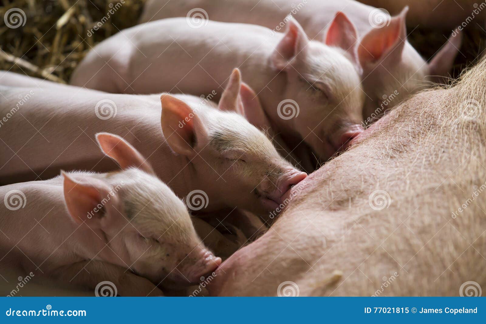 Piglets feeding from sow stock image. Image of feed, agriculture - 77021815