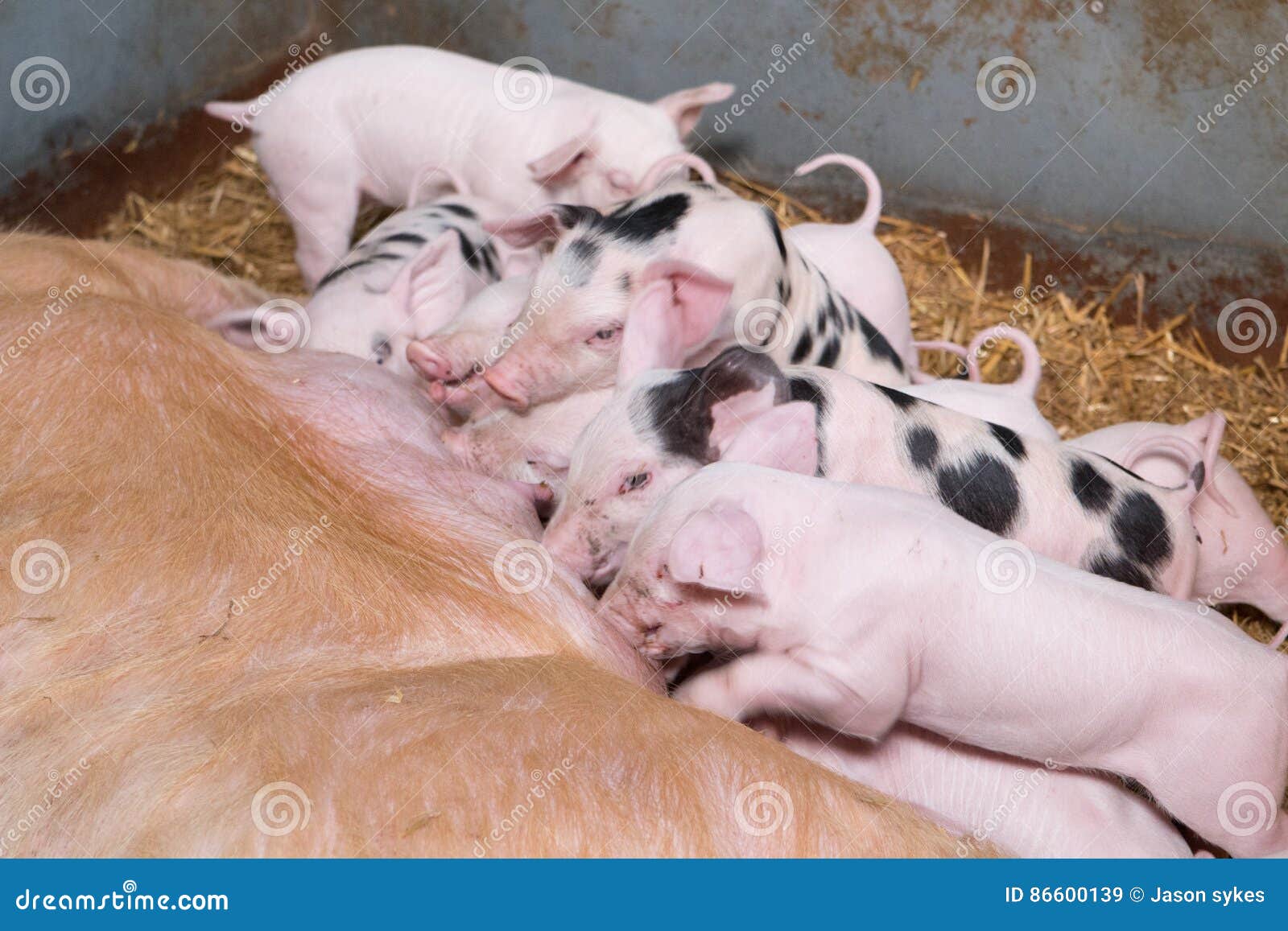 Piglets Feeding stock image. Image of family, milk, animal - 86600139