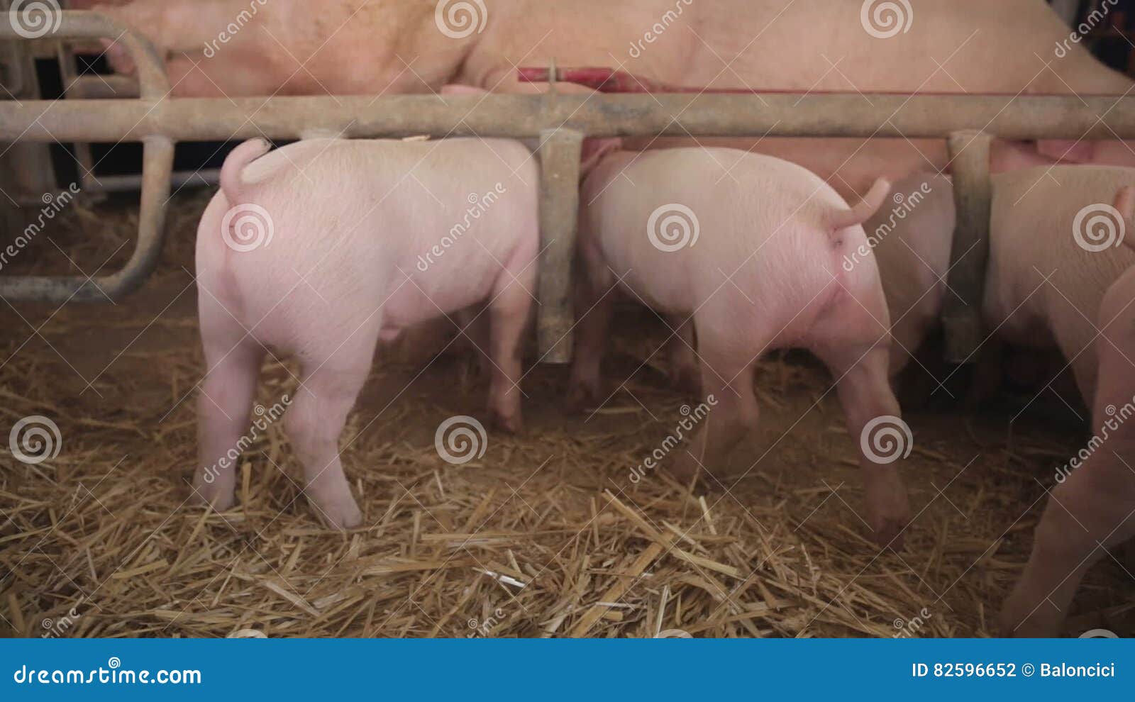Piglets stock footage. Video of baby, hungry, video, small - 82596652