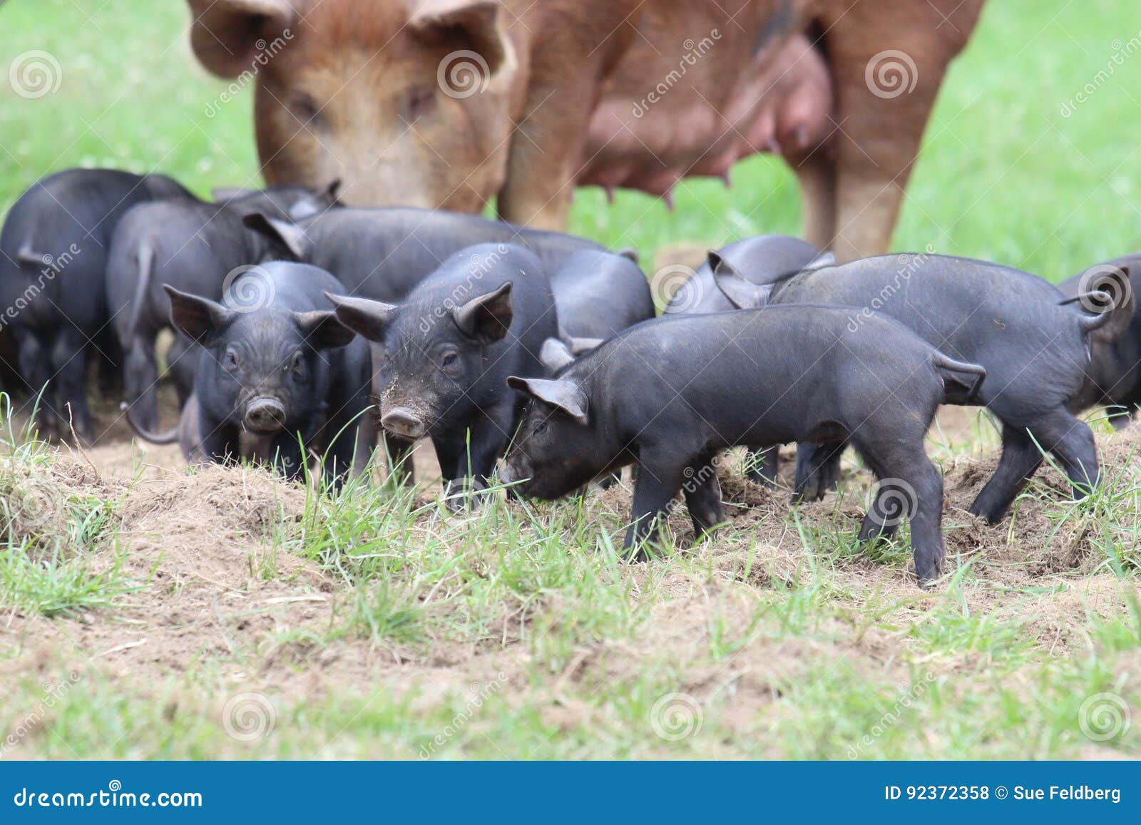 Piglets stock photo. Image of farmyard, outside, curious - 92372358