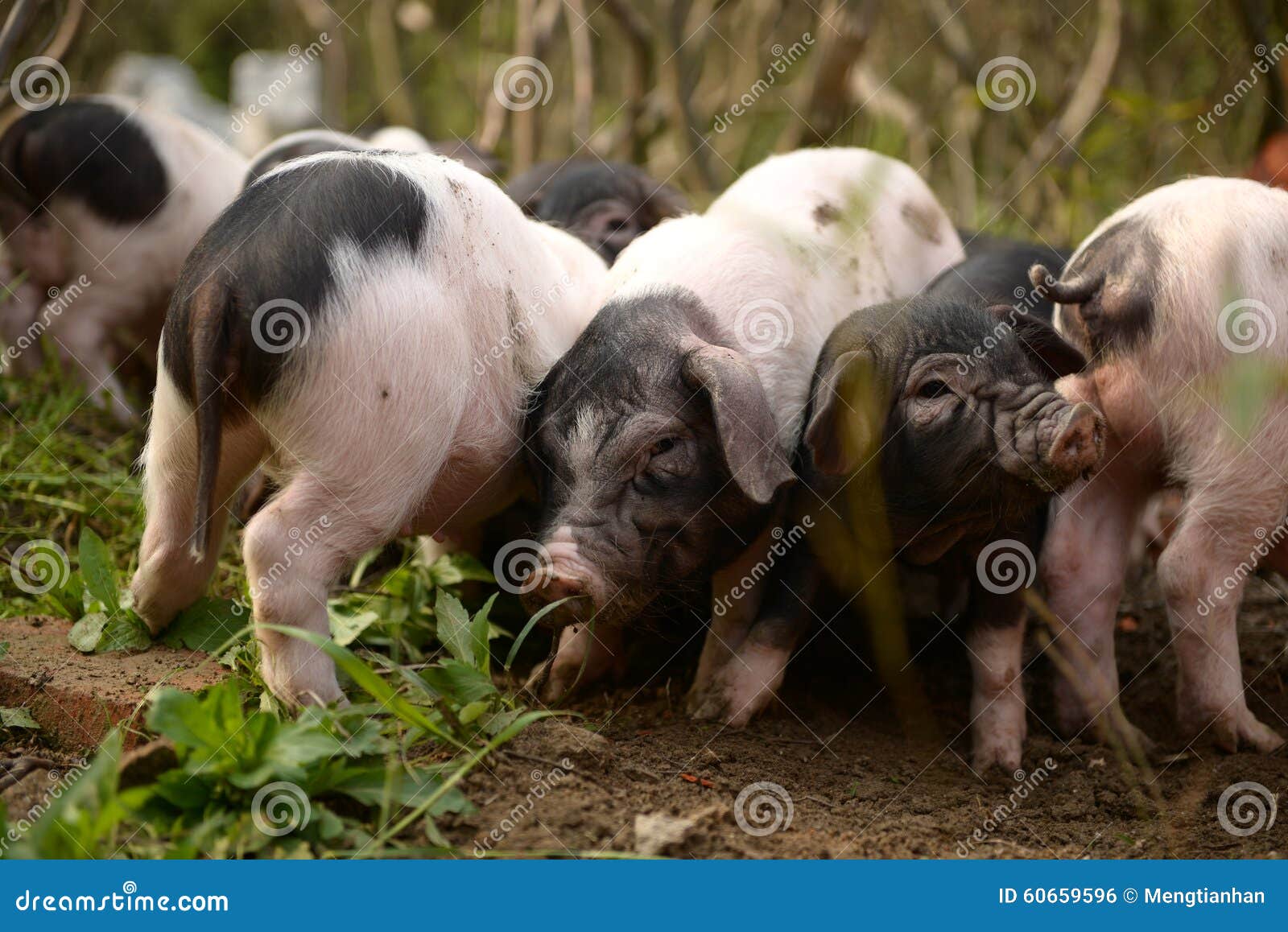 Piglets looking for foods stock photo. Image of animal - 60659596
