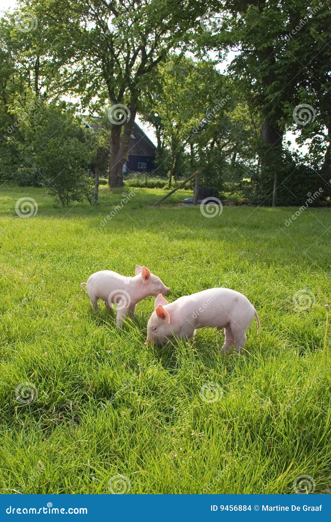 Happy Piglets Playing In Leaves At Sunset Royalty-Free Stock Photo ...