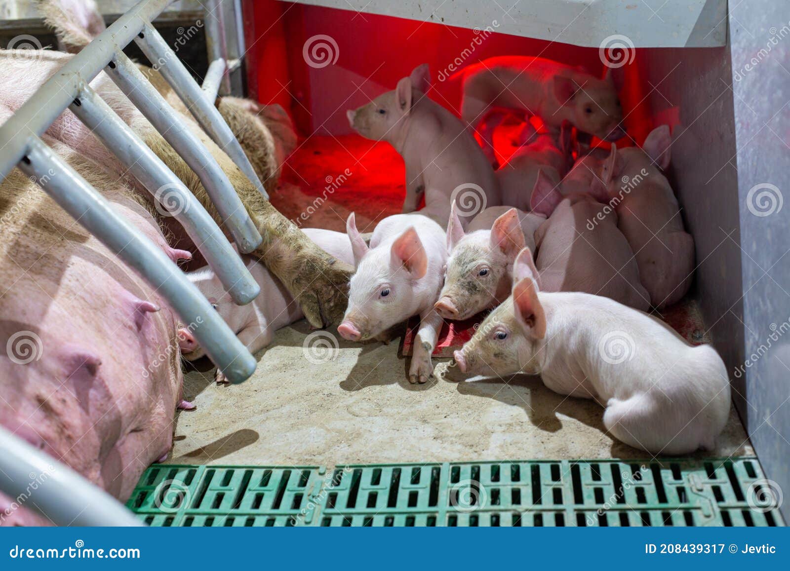 Piglets in Modern Enclosure in Barn Stock Image - Image of livestock ...