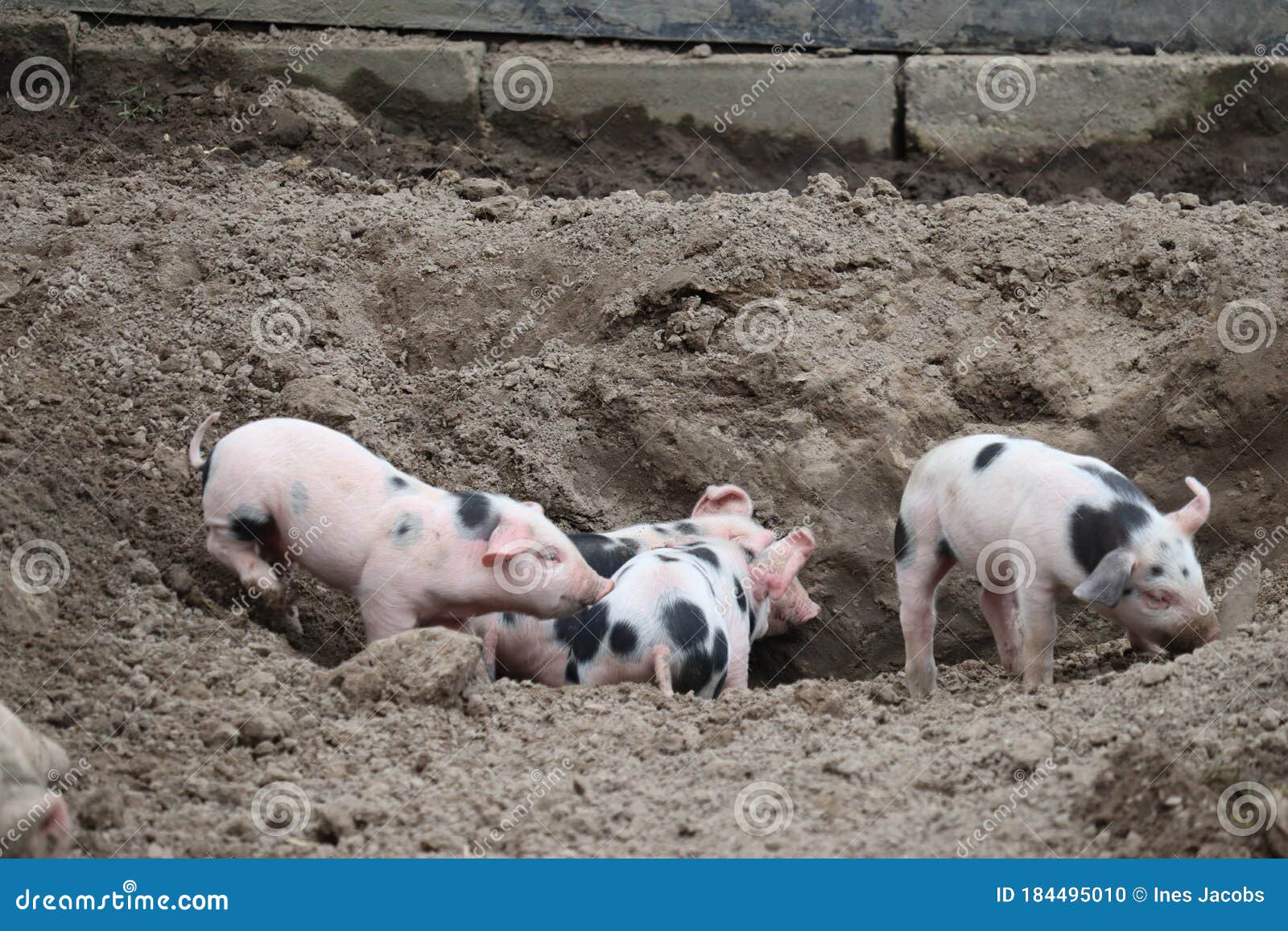 Piglets in mud stock photo. Image of rose, sludge, playing - 184495010