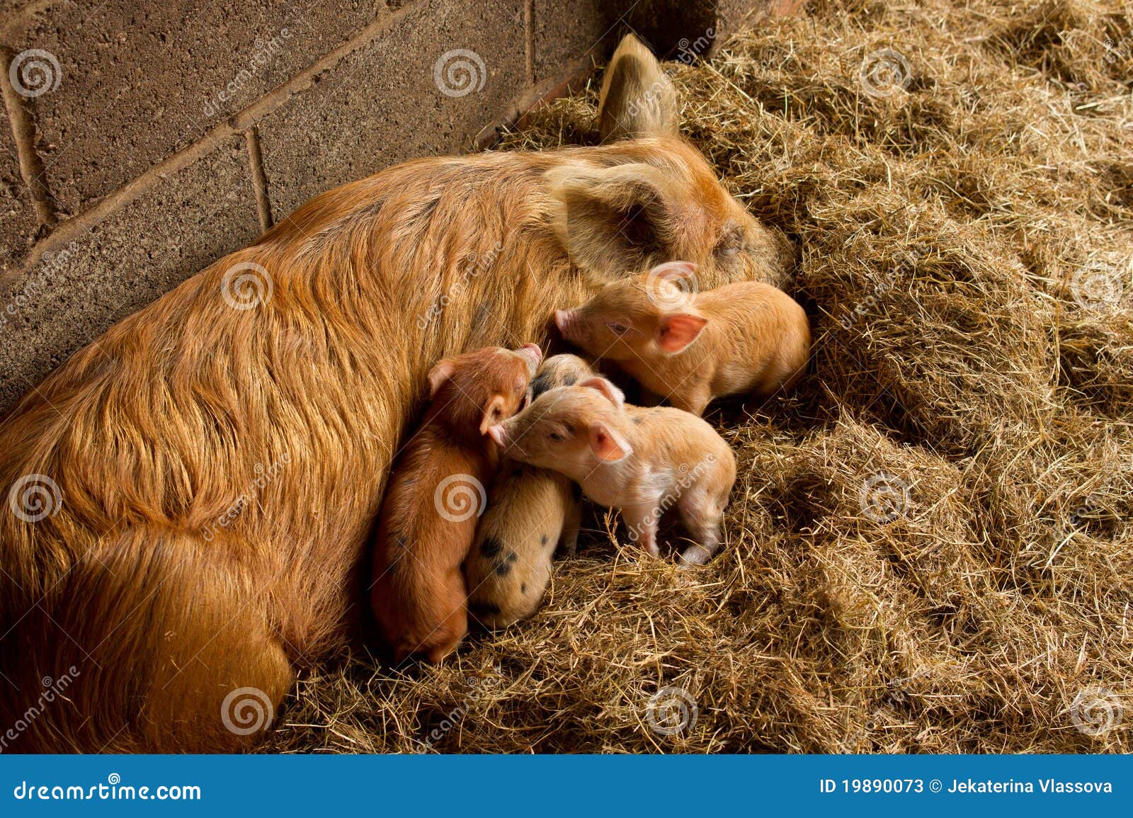 Piglets and mum stock image. Image of family, newborn - 19890073