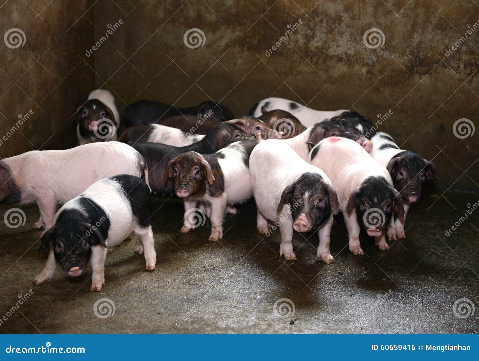 Piglets in pigsty stock photo. Image of food, farmhouse - 60659416