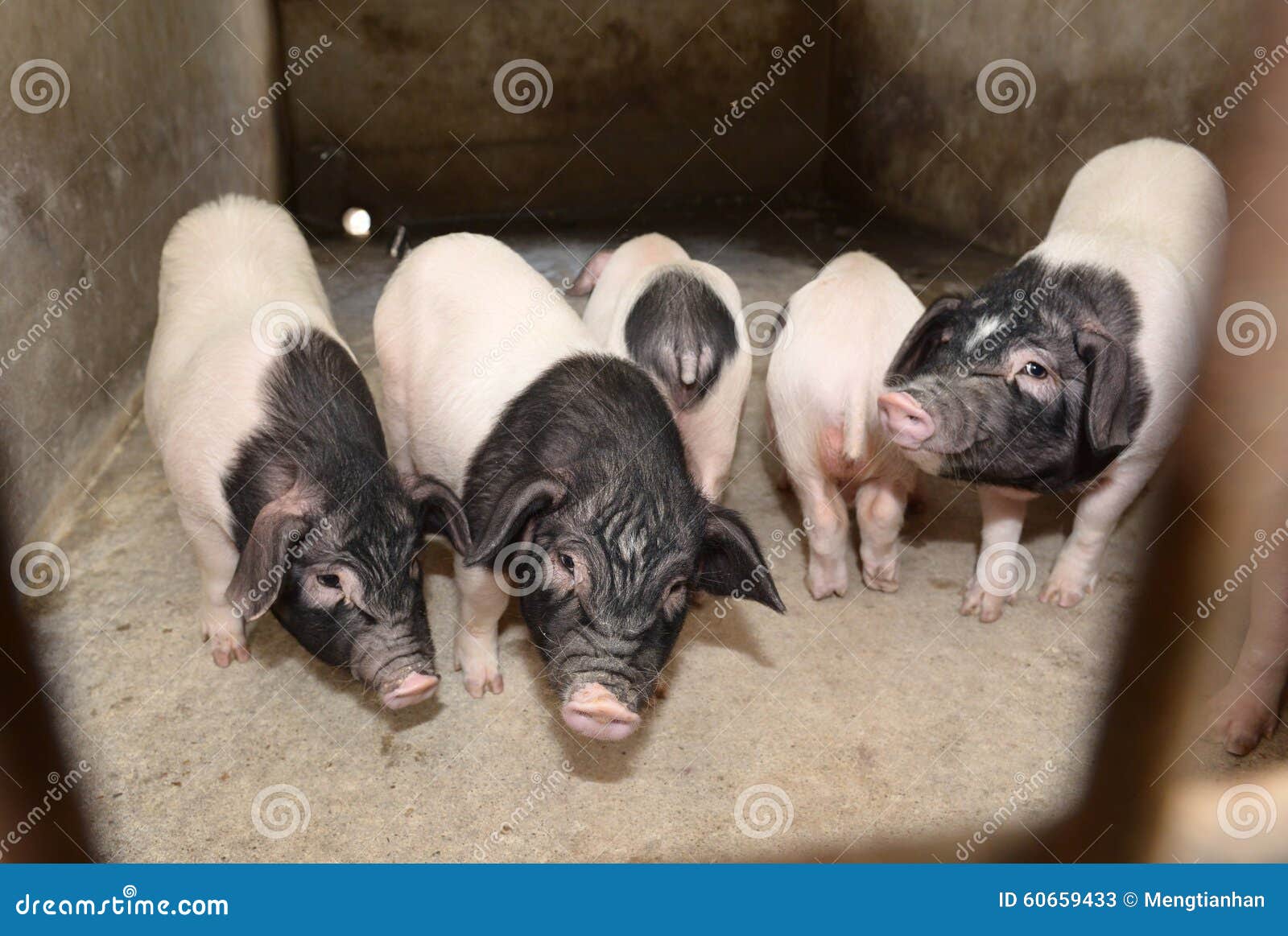 Piglets in pigsty stock image. Image of nature, breeding - 60659433