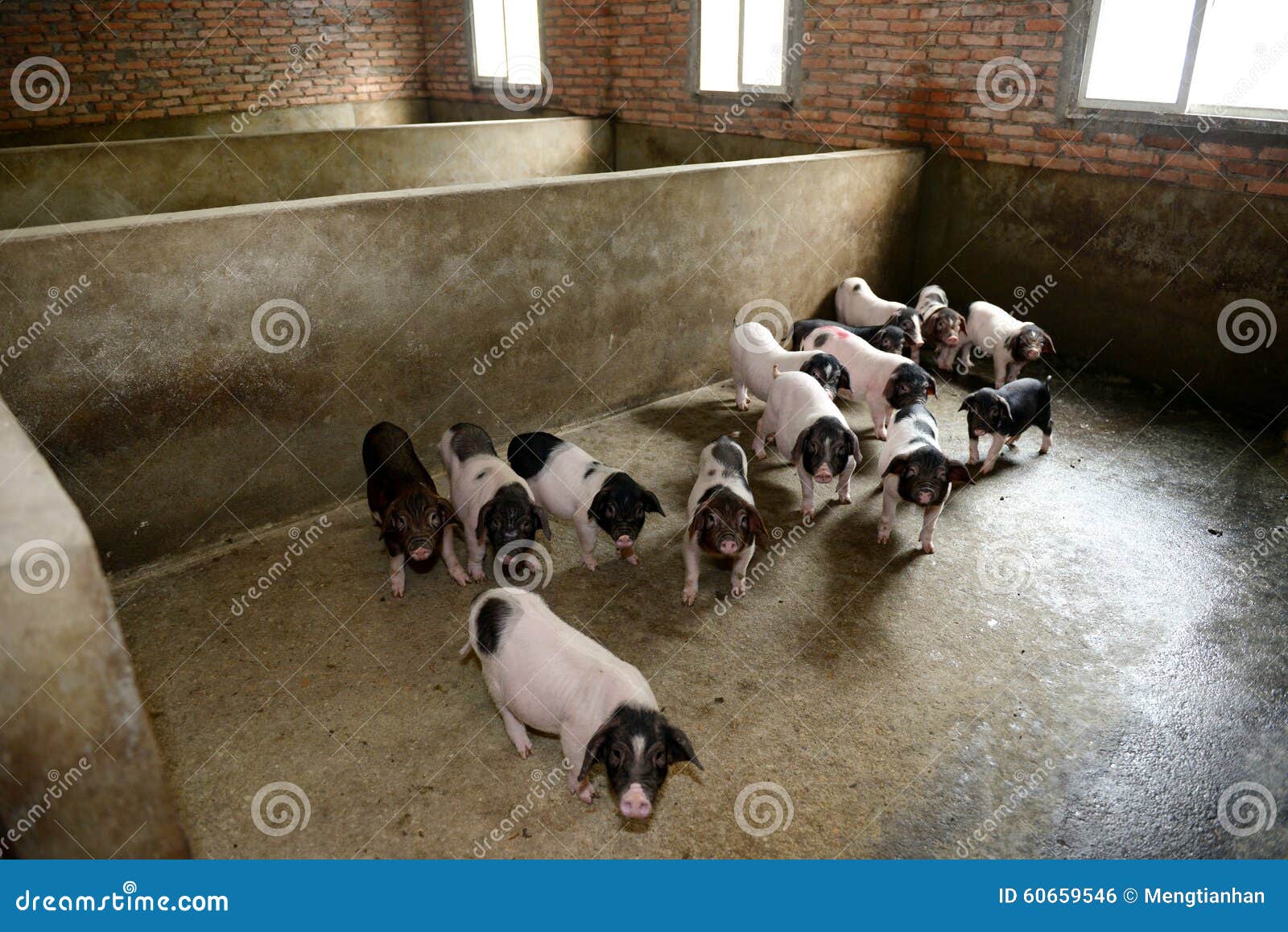 Piglets in pigsty stock photo. Image of piglet, peasant - 60659546