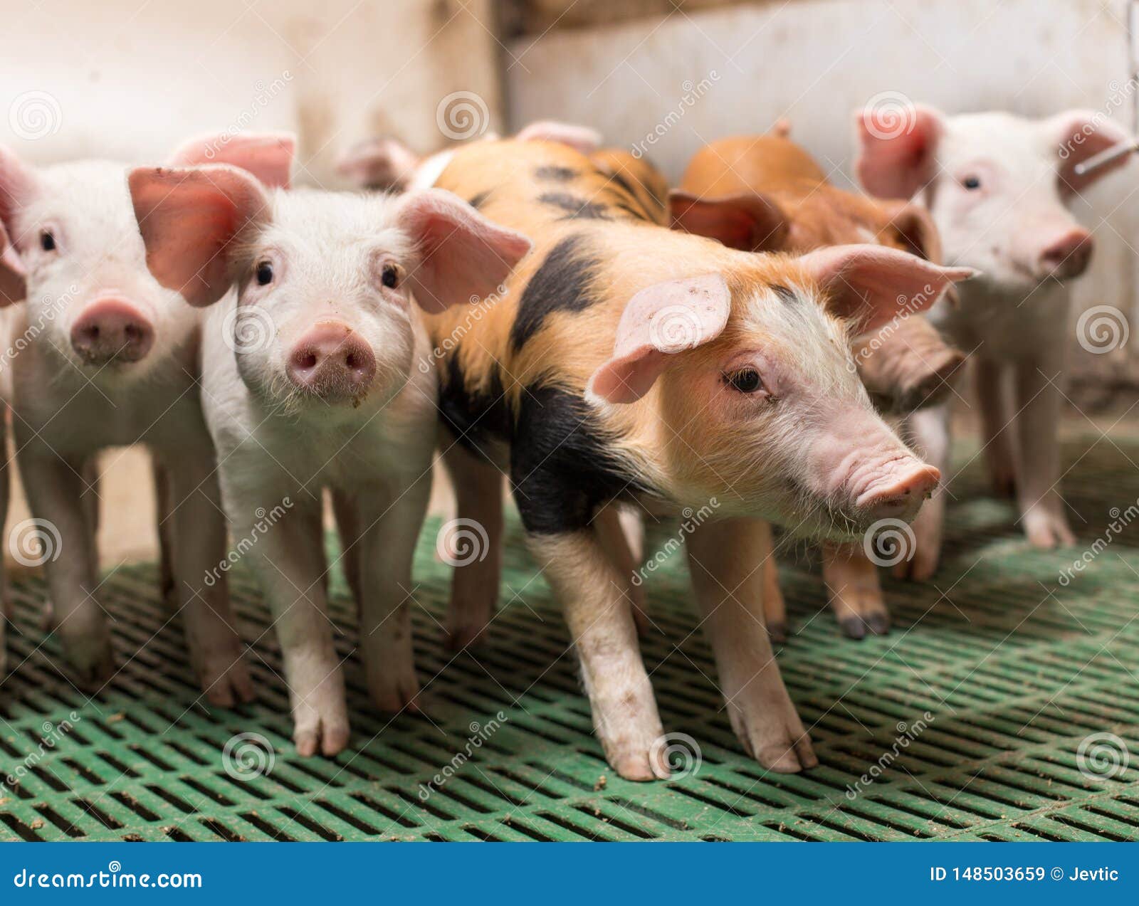 Piglets playing in barn stock image. Image of pigpen - 148503659