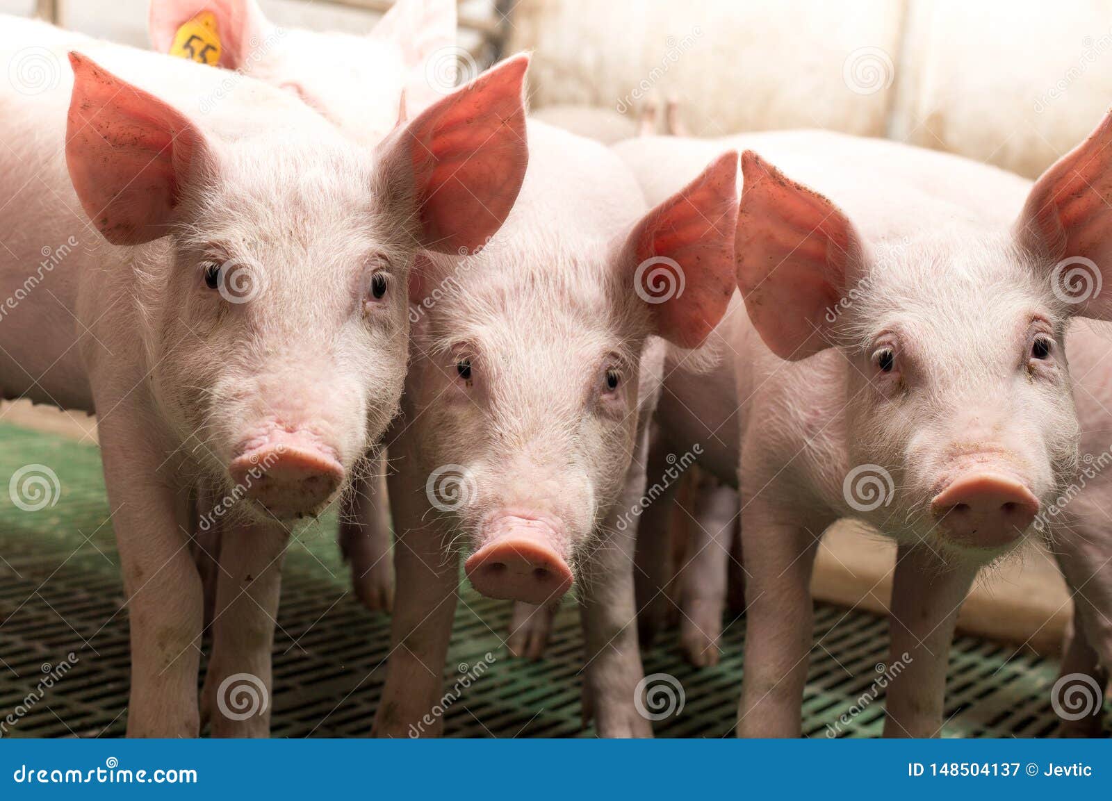 Piglets playing in barn stock image. Image of baby, mammal - 148504137