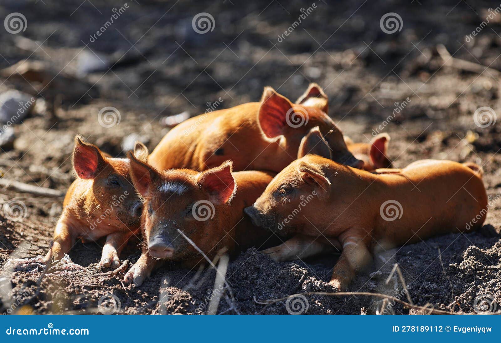 Piglets are Resting in the Sun. Five Young Piglets are Napping on the ...