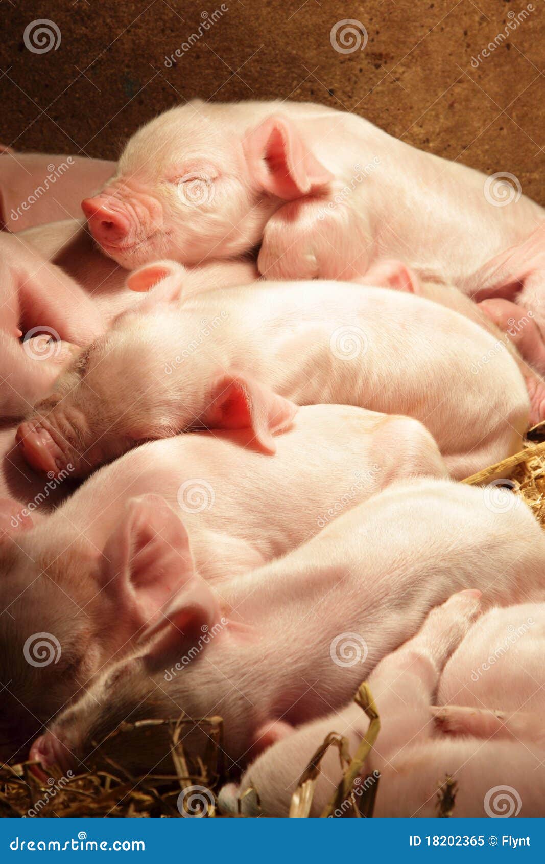 Piglets sleeping stock image. Image of cute, agriculture - 18202365