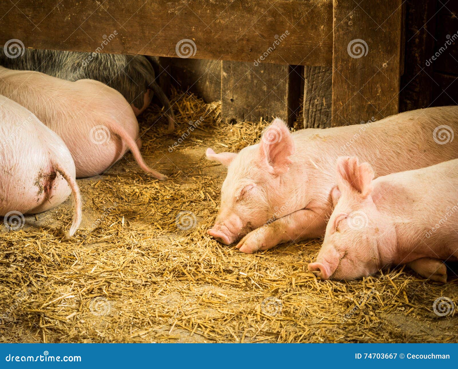 Piglets Sleeping on Barn Floor Stock Image - Image of floor, straw ...