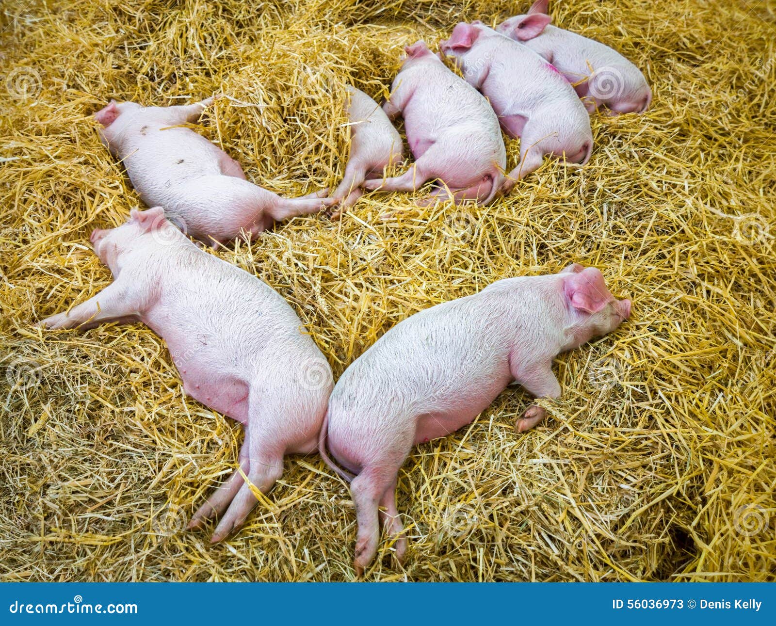Piglets Sleeping stock image. Image of agriculture, hogs - 56036973