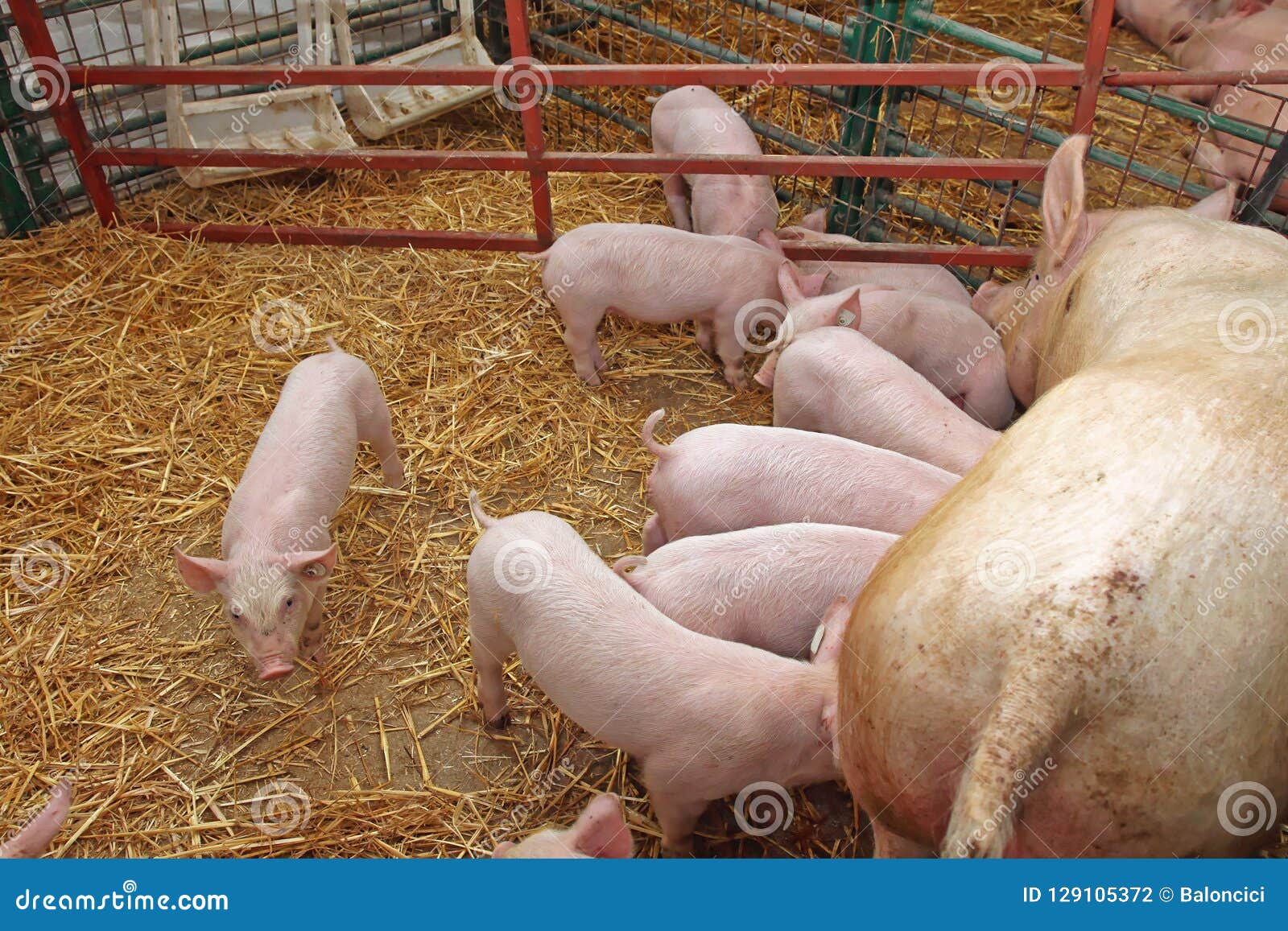 Piglets stock photo. Image of cage, farm, feeding, pigs - 129105372