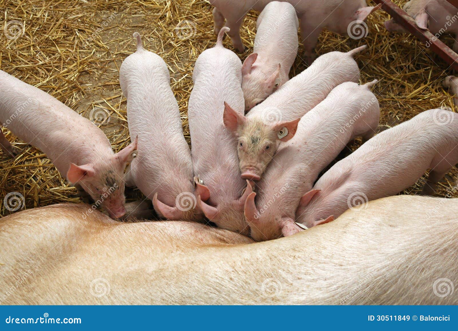 Piglets stock image. Image of suckling, pigs, feeding - 30511849