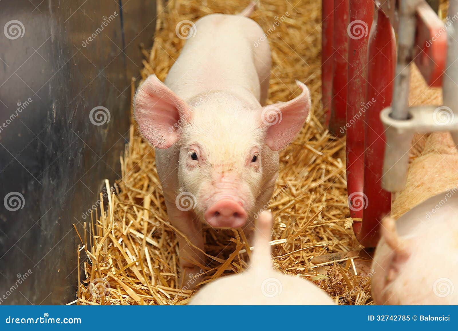 Piglets stock image. Image of ears, piggy, cage, animal - 32742785