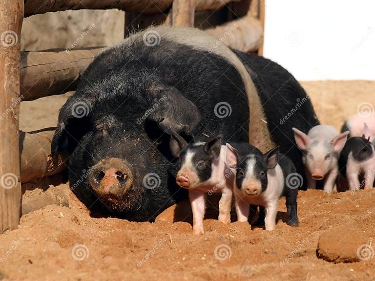 Piglets and sow stock image. Image of piggy, pigling, animal - 1668525
