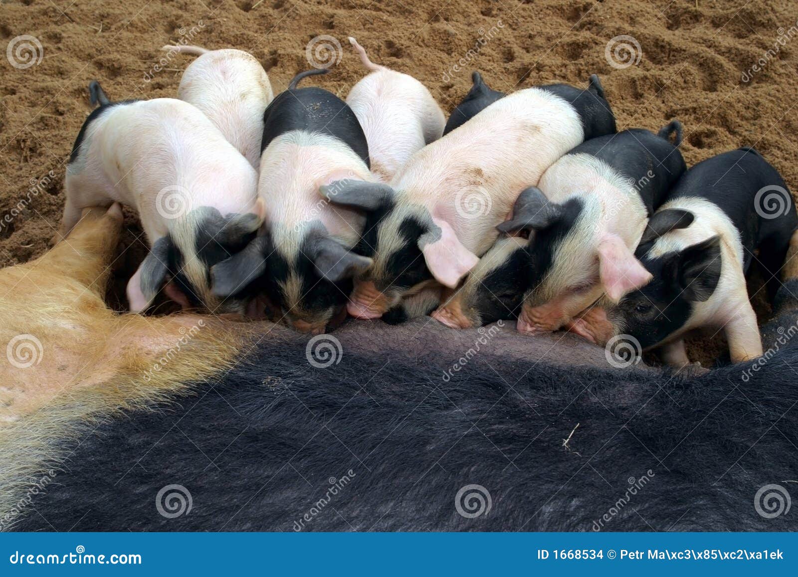 Piglets and sow stock photo. Image of small, pigling, piglet - 1668534