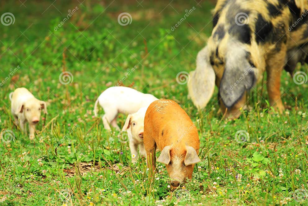 Piglets and sow stock photo. Image of nursing, croatia - 96456700