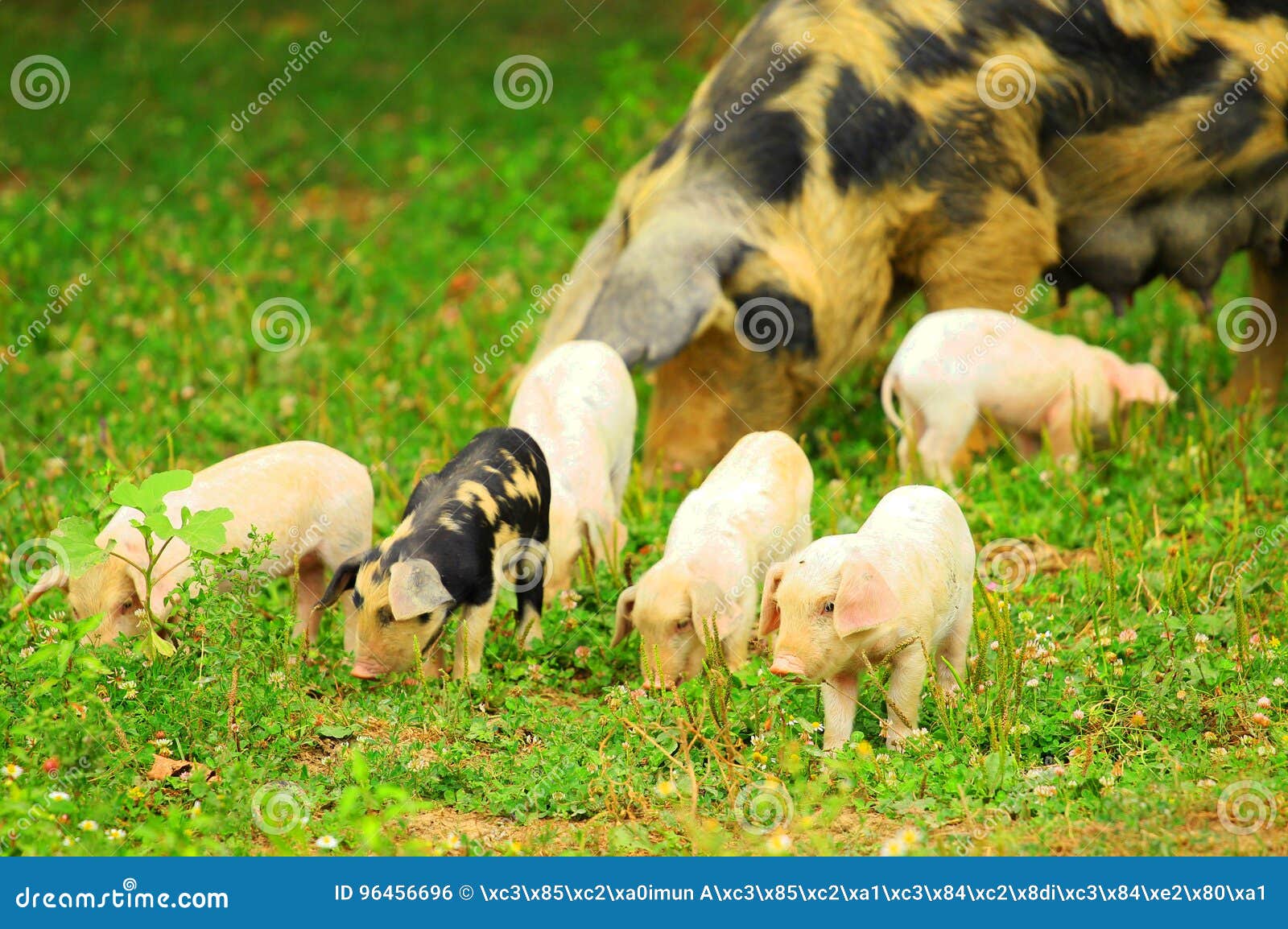Piglets and sow stock photo. Image of milk, domestic - 96456696