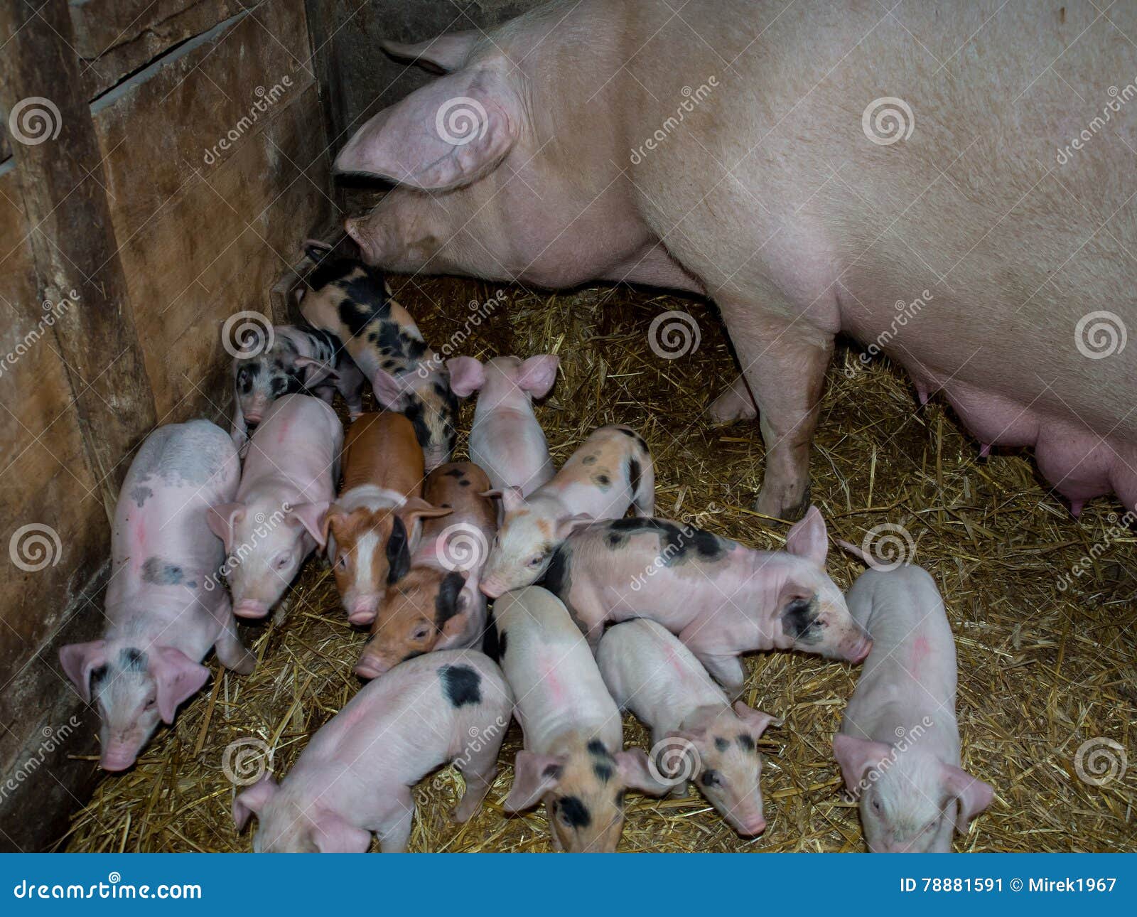 Piglets stock image. Image of brood, looking, hungry - 78881591