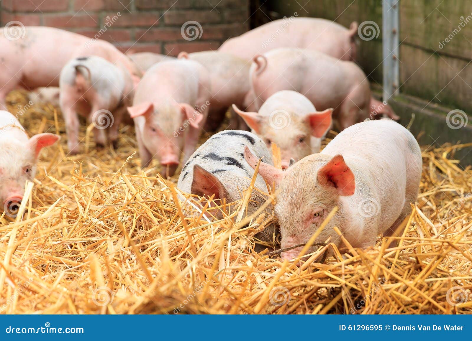 Piglets in straw stock image. Image of pork, environment - 61296595
