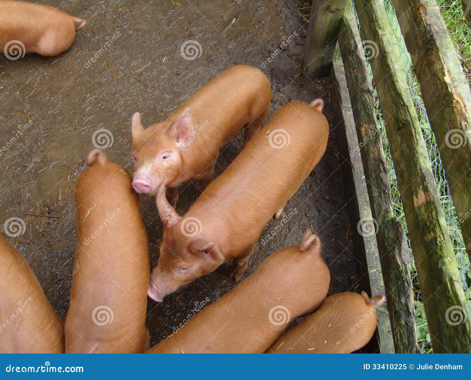 Piglets in Sty stock image. Image of furry, field, pork - 33410225