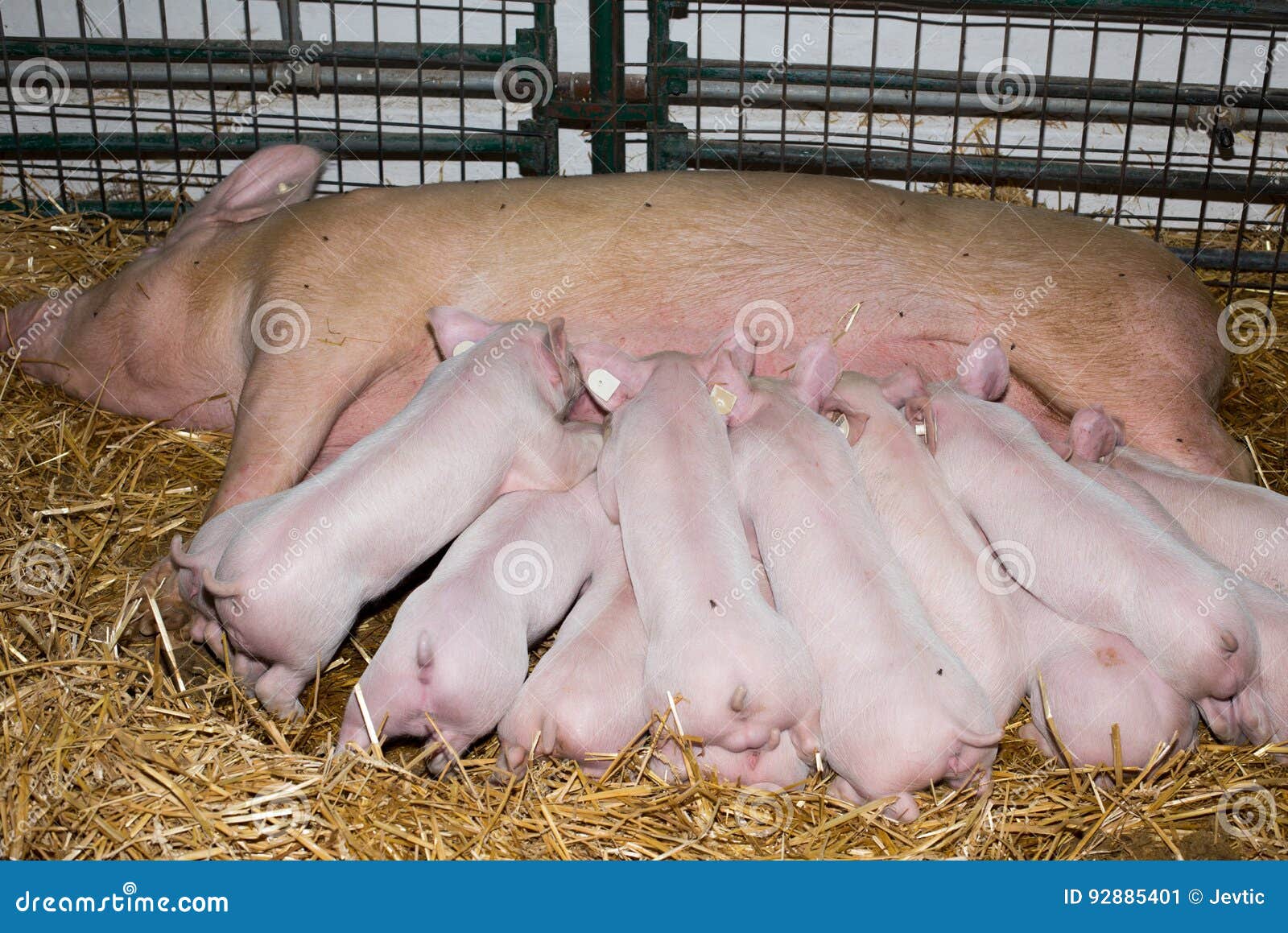 Piglets suckling sow stock image. Image of family, baby - 92885401