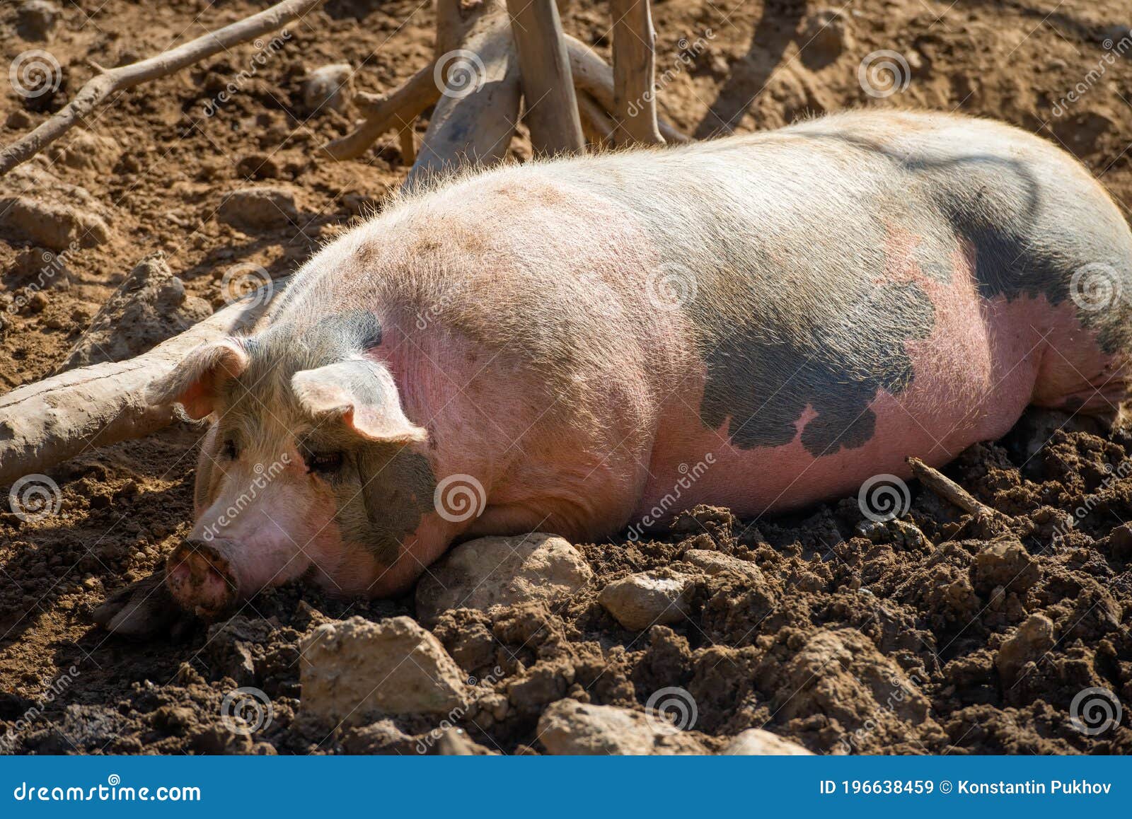 A Big Pig is Lying on the Muddy Ground Stock Image - Image of feeding ...