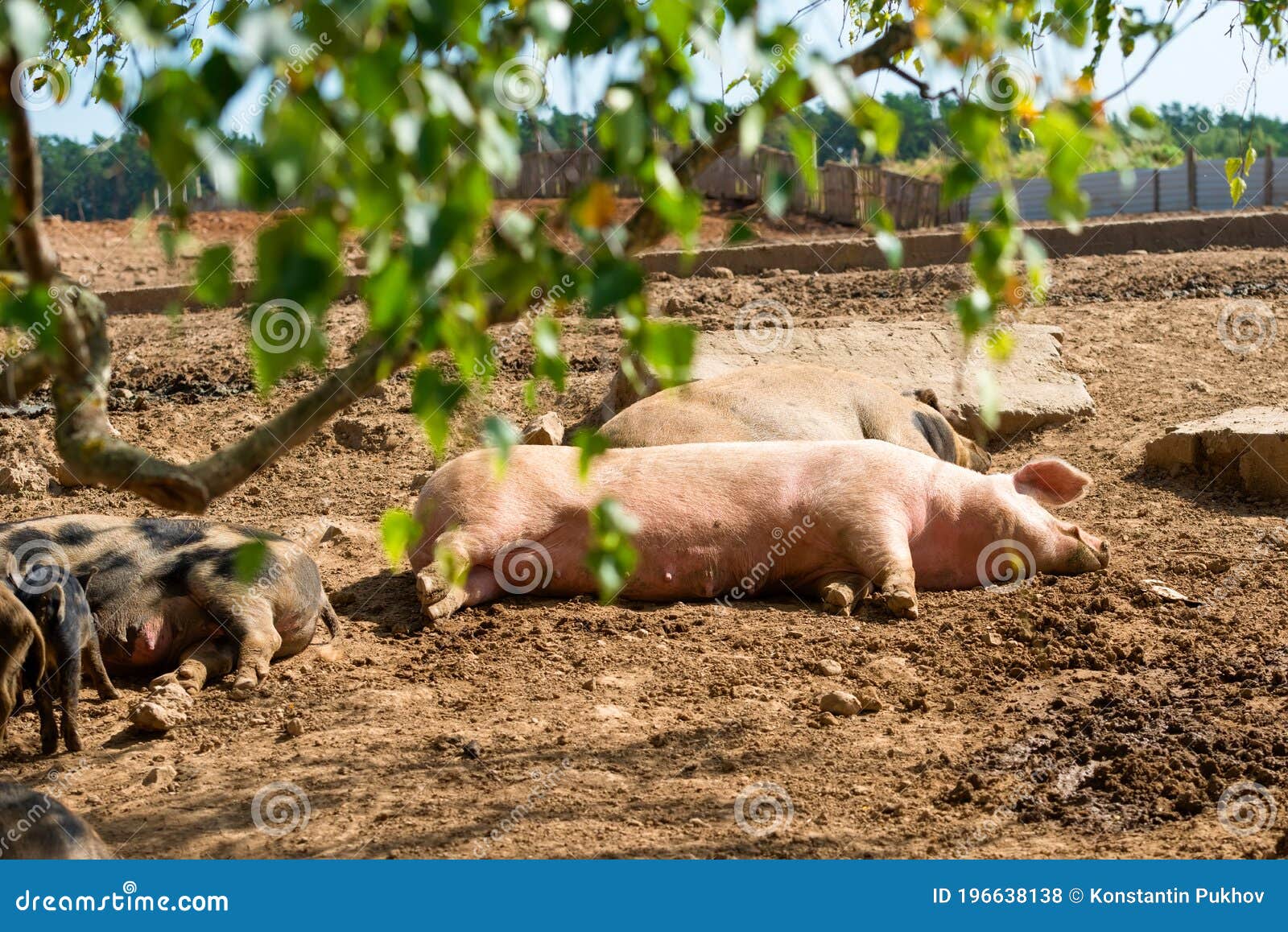 Piglets Sleeping on the Farm Stock Photo - Image of farm, funny: 196638138