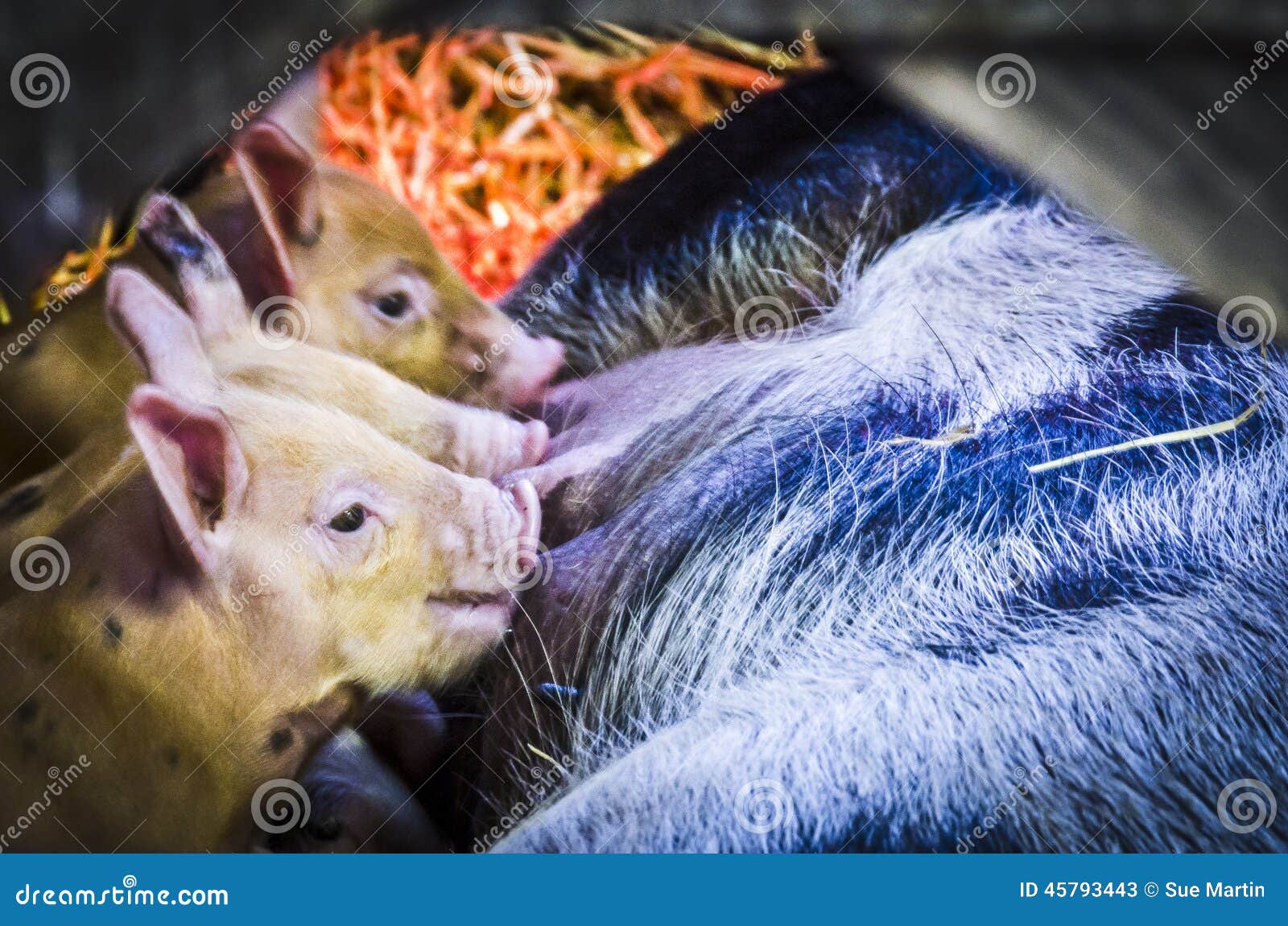 Piglets stock image. Image of group, hungry, drink, farm - 45793443