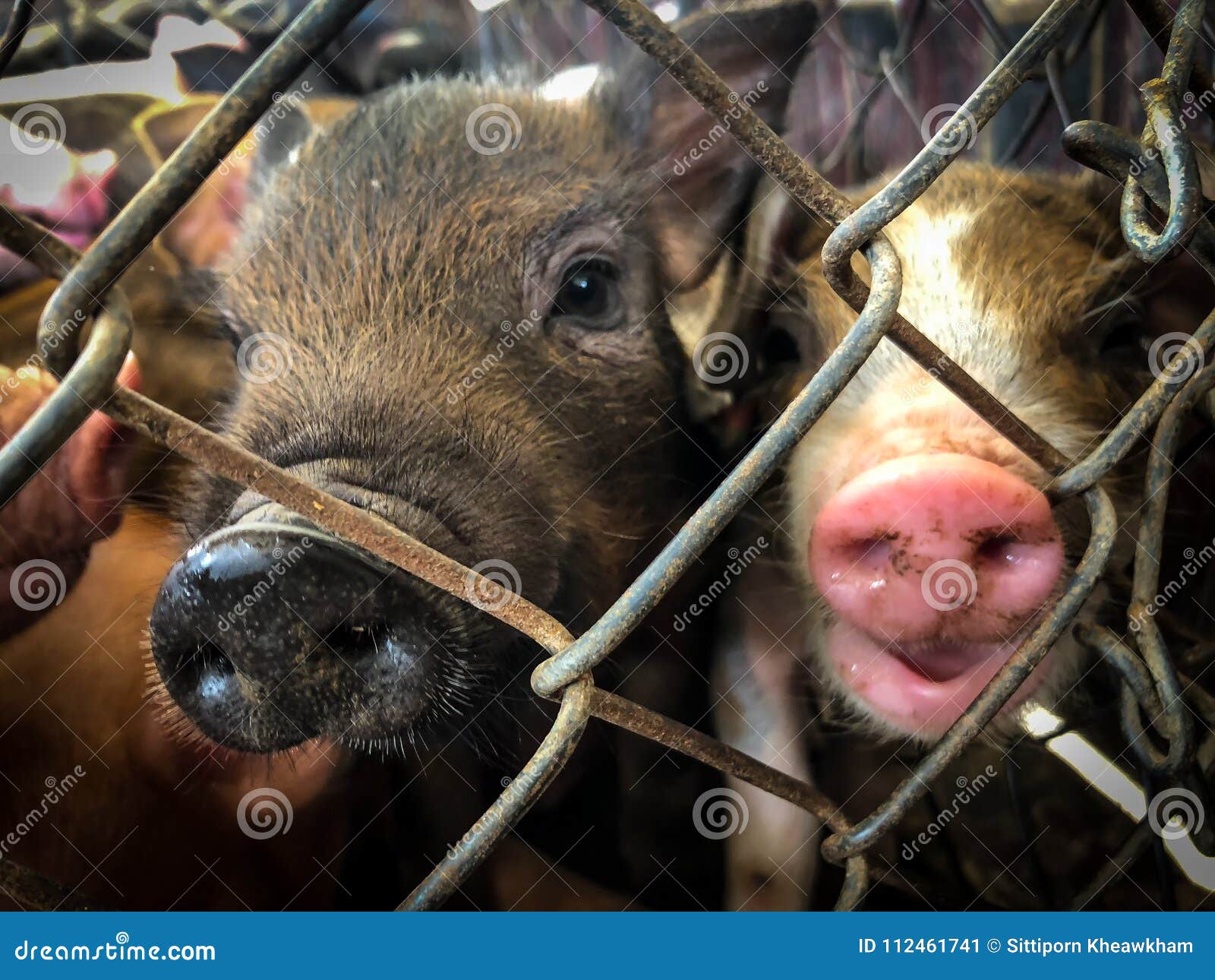 Piglets are Trapped in a Cage. Stock Image - Image of looking, piglets ...