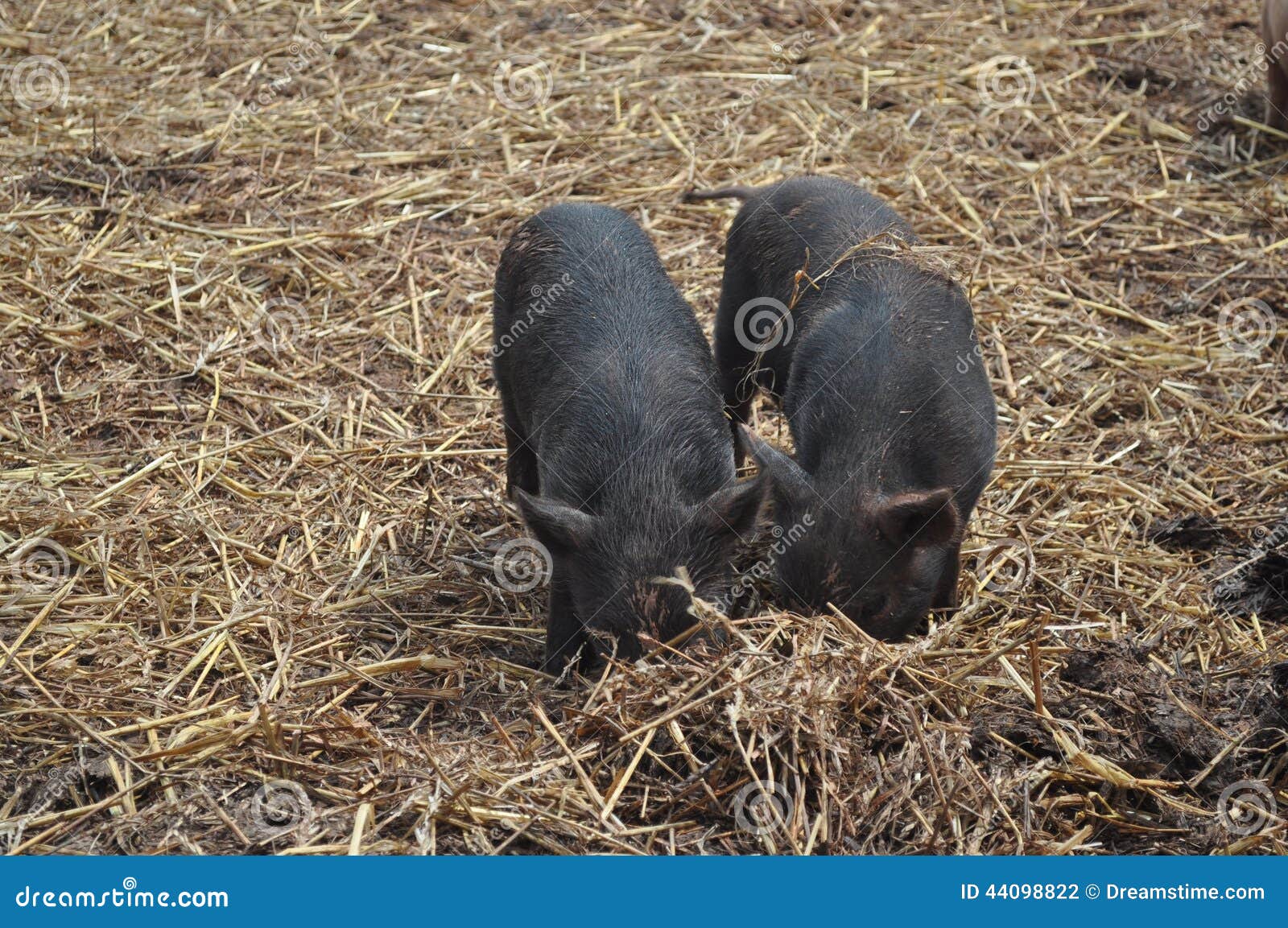 Piglets stock photo. Image of animal, young, cute, piglet - 44098822