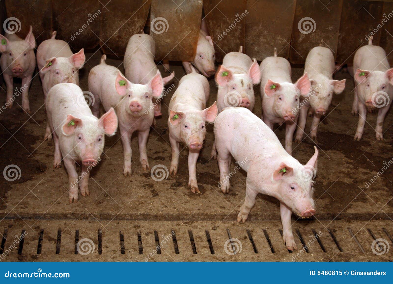 Piglets Visitors Explore Their Stall Stock Image - Image of stables ...