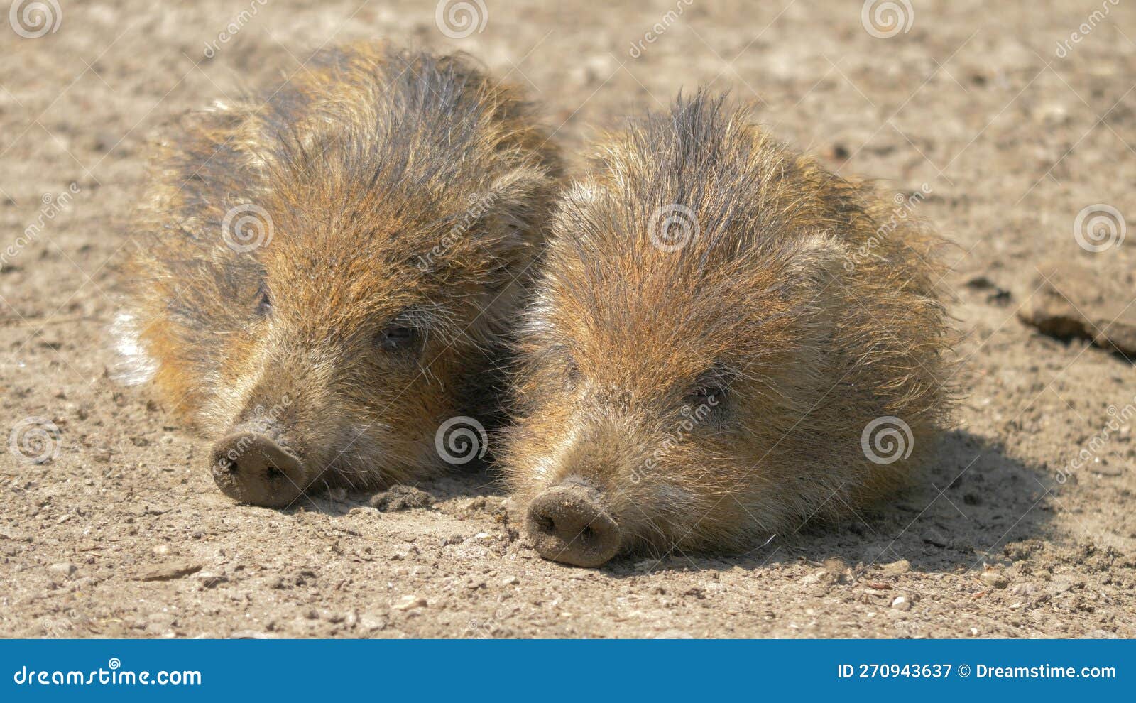 Piglets of Wild Boars are Resting. Sus Scrofa Stock Image - Image of ...