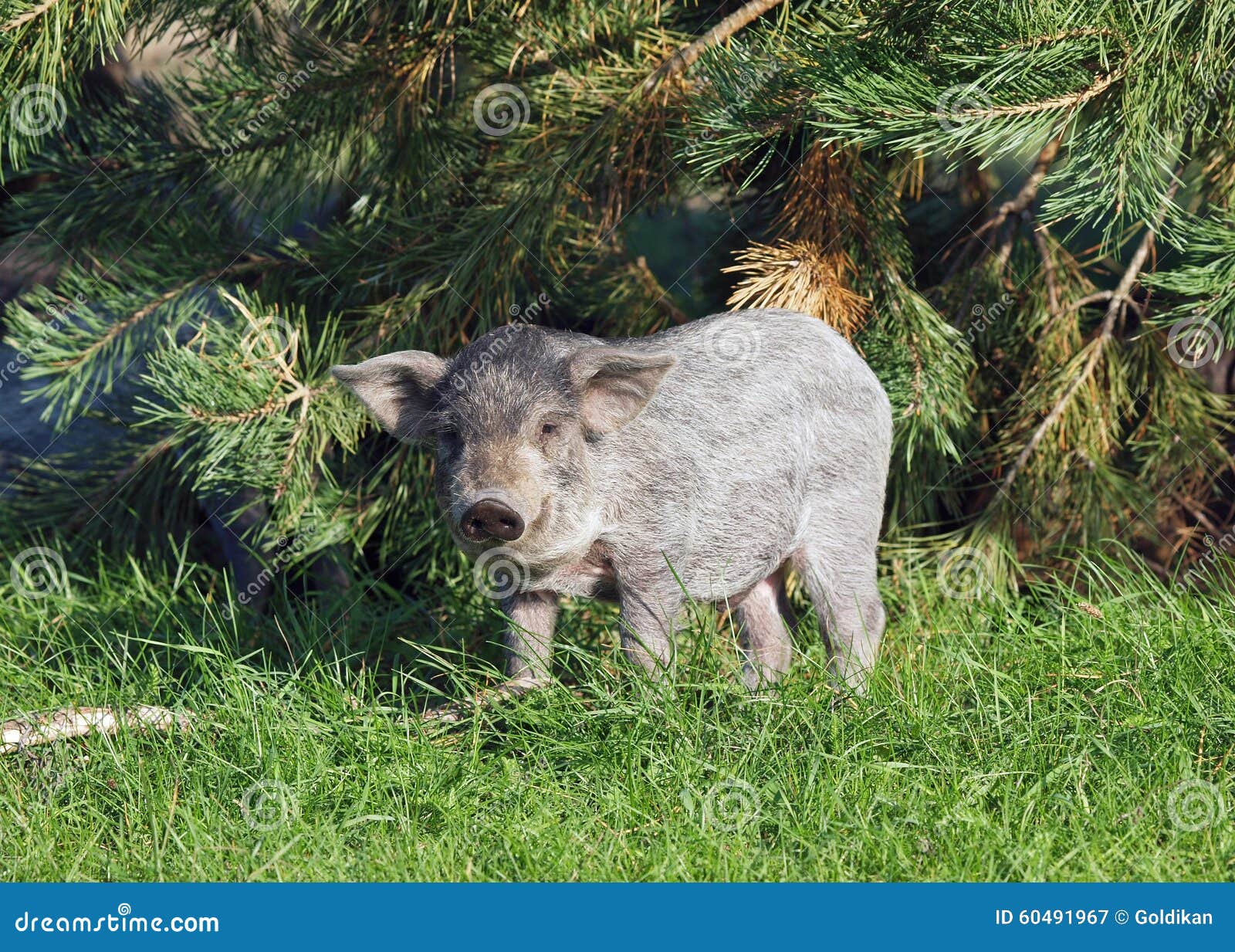 The Pigling of Hungarian Breed Mangalitsa Stock Image - Image of meat ...