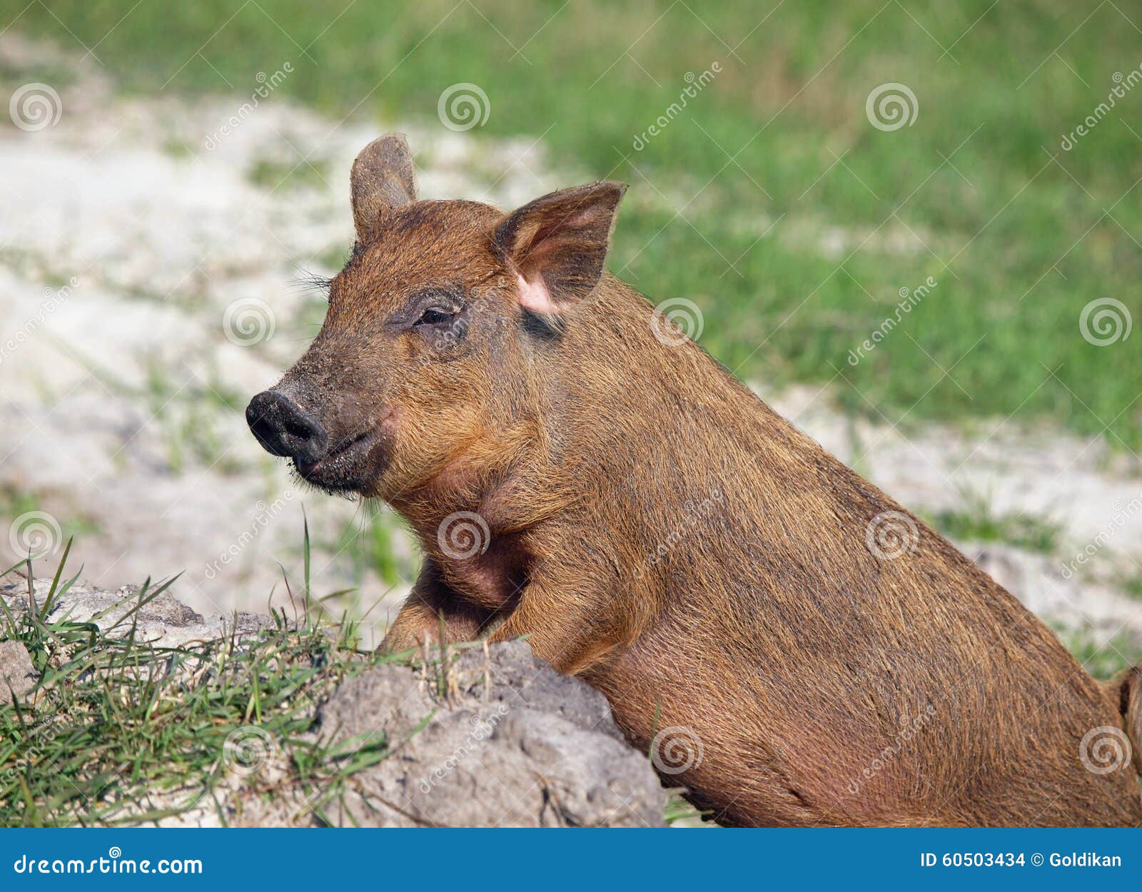 The Pigling of Hungarian Breed Mangalitsa Stock Photo - Image of ...