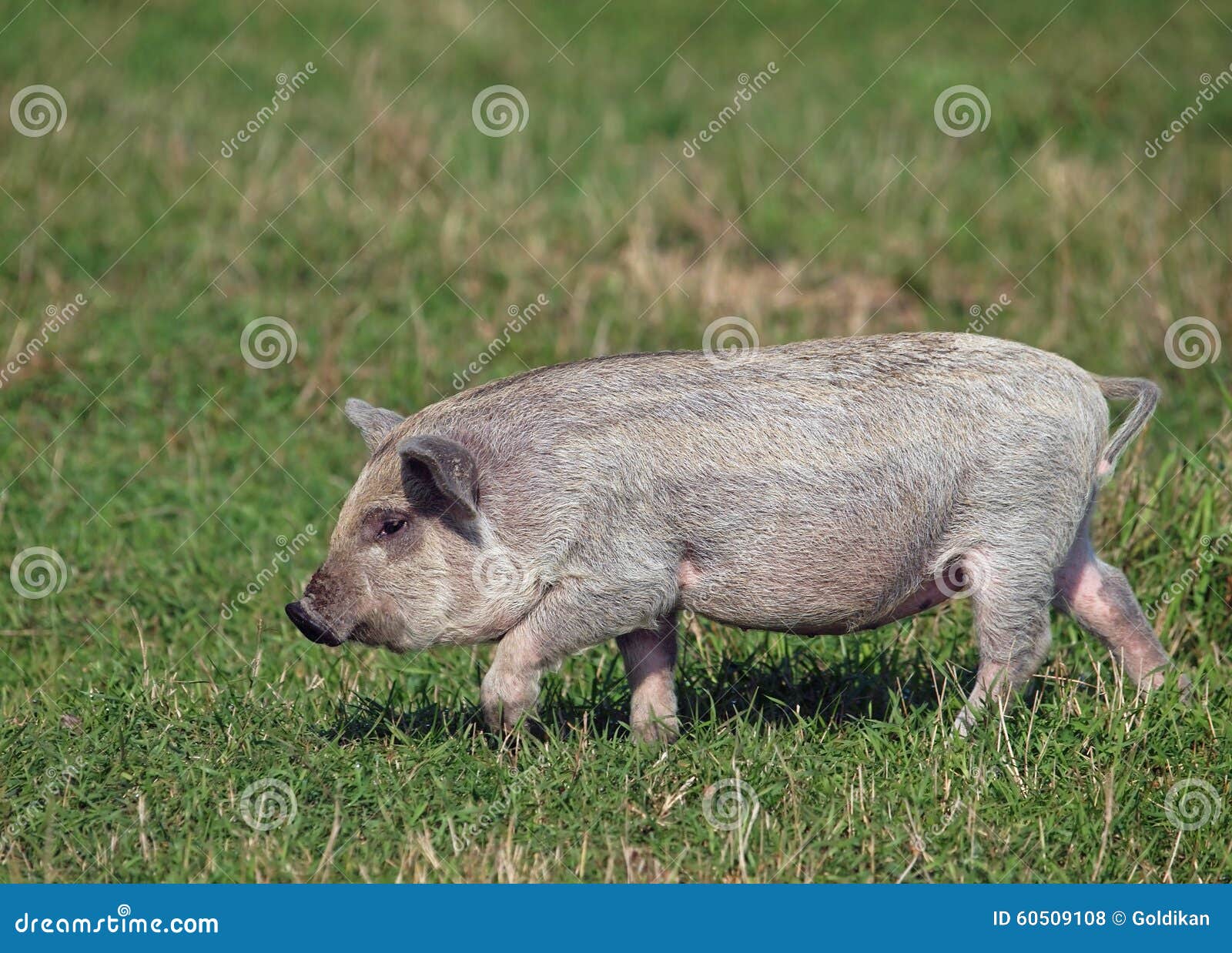 The Pigling of Hungarian Breed Mangalitsa Stock Photo - Image of nature ...