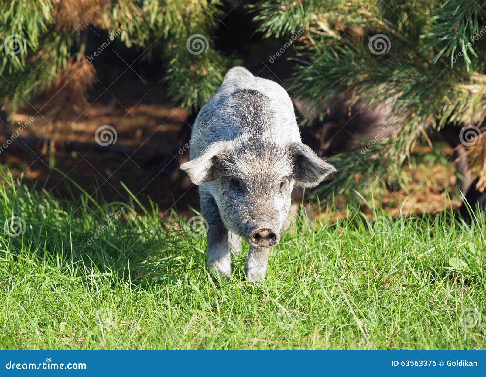 The Pigling of Hungarian Breed Mangalitsa Stock Photo - Image of breed ...
