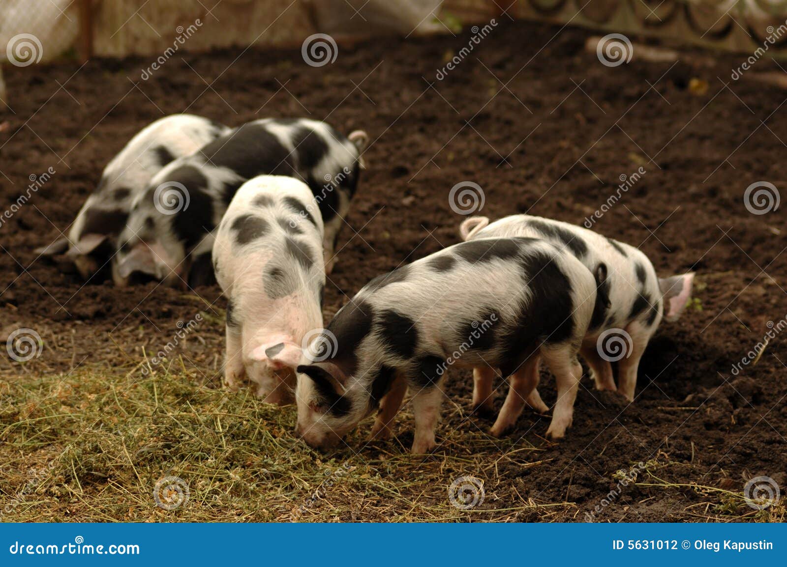 Piglings stock photo. Image of feed, earth, pigling, spotted - 5631012