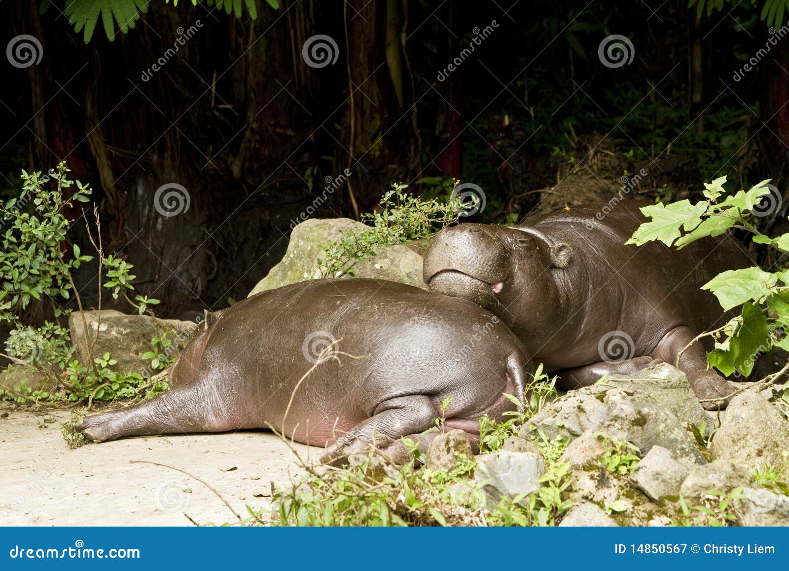 Pigmy hippo stock image. Image of nature, animal, tropical - 14850567