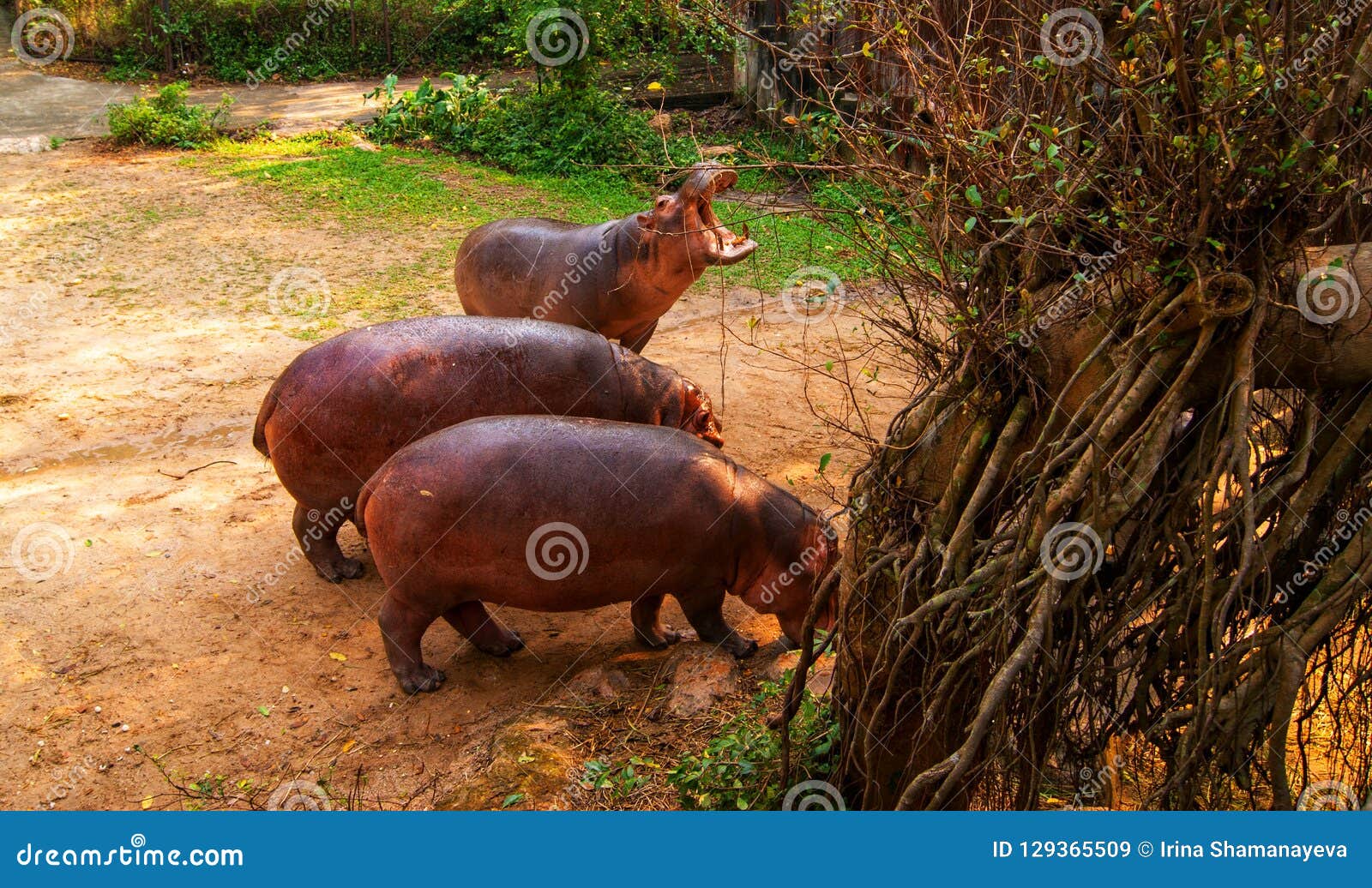 Toy Hippo With Trees Stock Photography | CartoonDealer.com #58855490