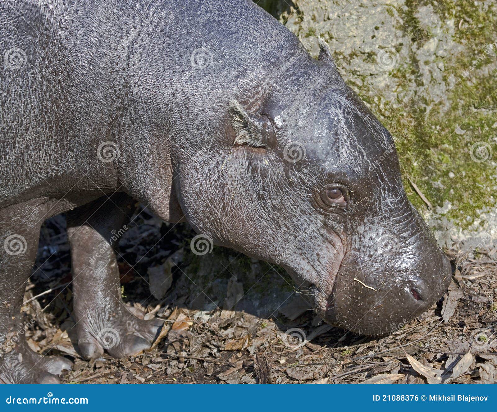 Pigmy hippopotamus 6 stock photo. Image of species, animal - 21088376