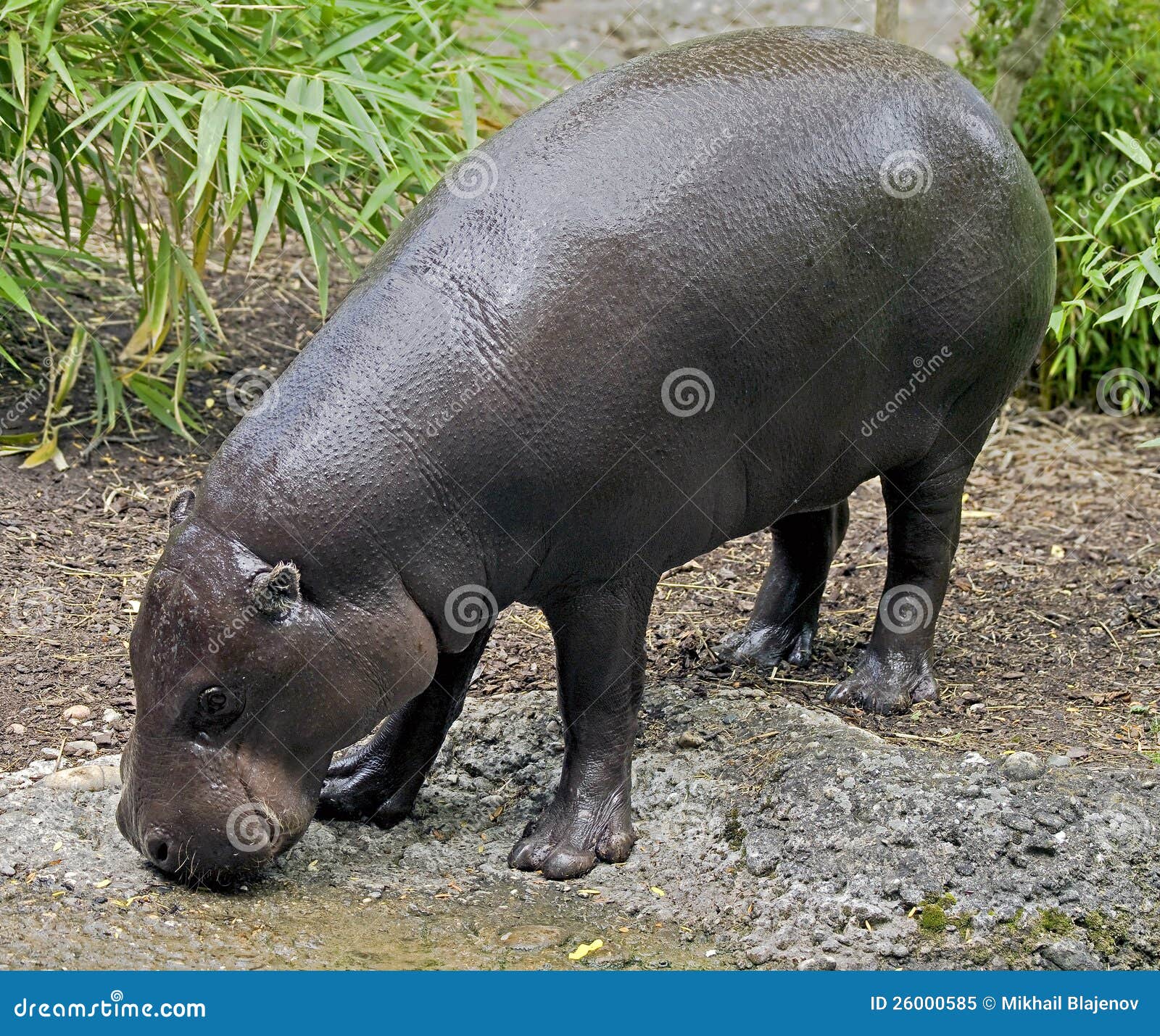 Pigmy hippopotamus 7 stock image. Image of nice, dive - 26000585