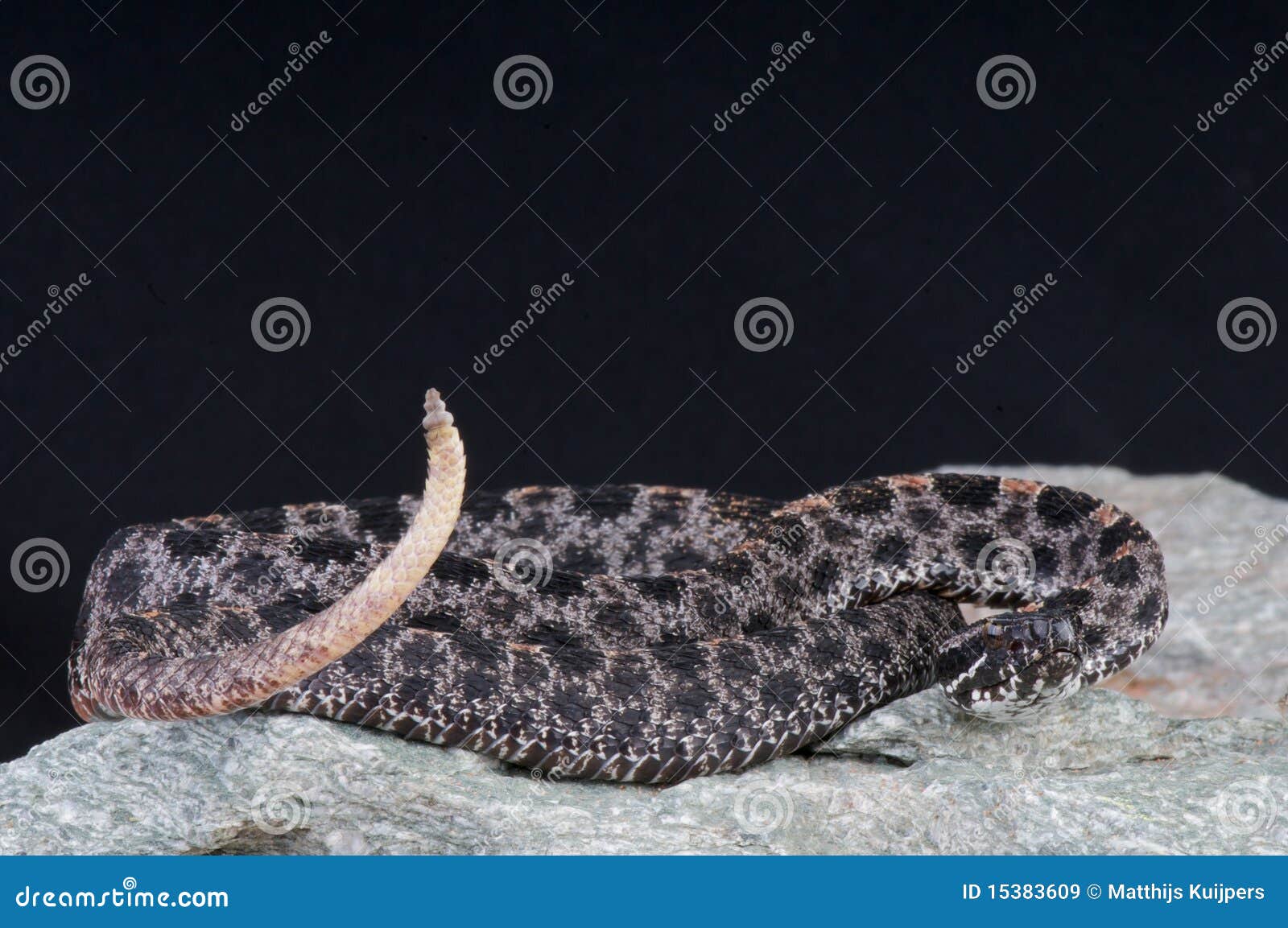 Pigmy rattlesnake stock image. Image of pigmy, miliarius - 15383609