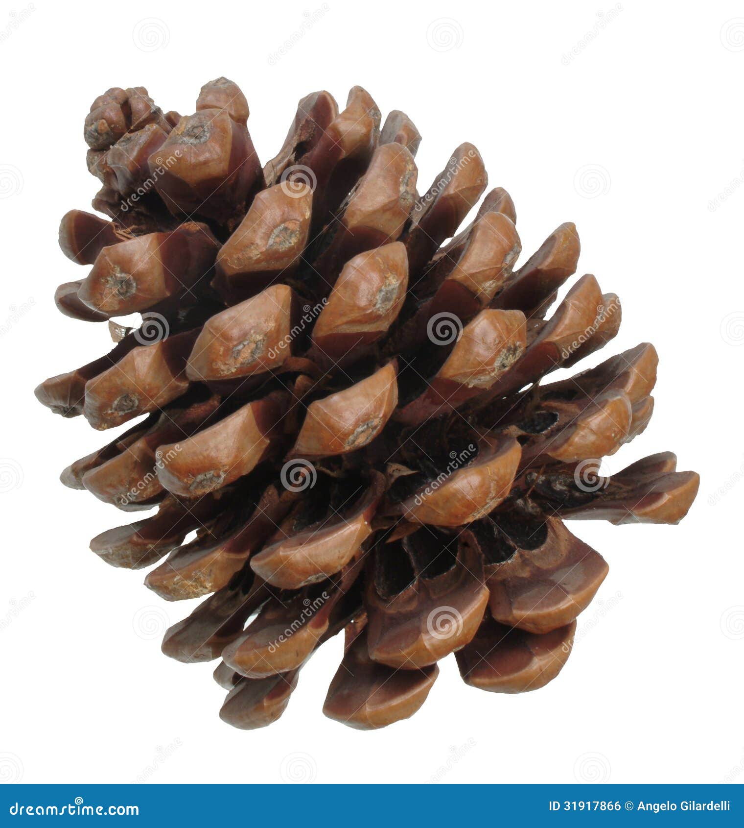 Pigna fotografia stock. Immagine di pianta, albero, isolato - 31917866