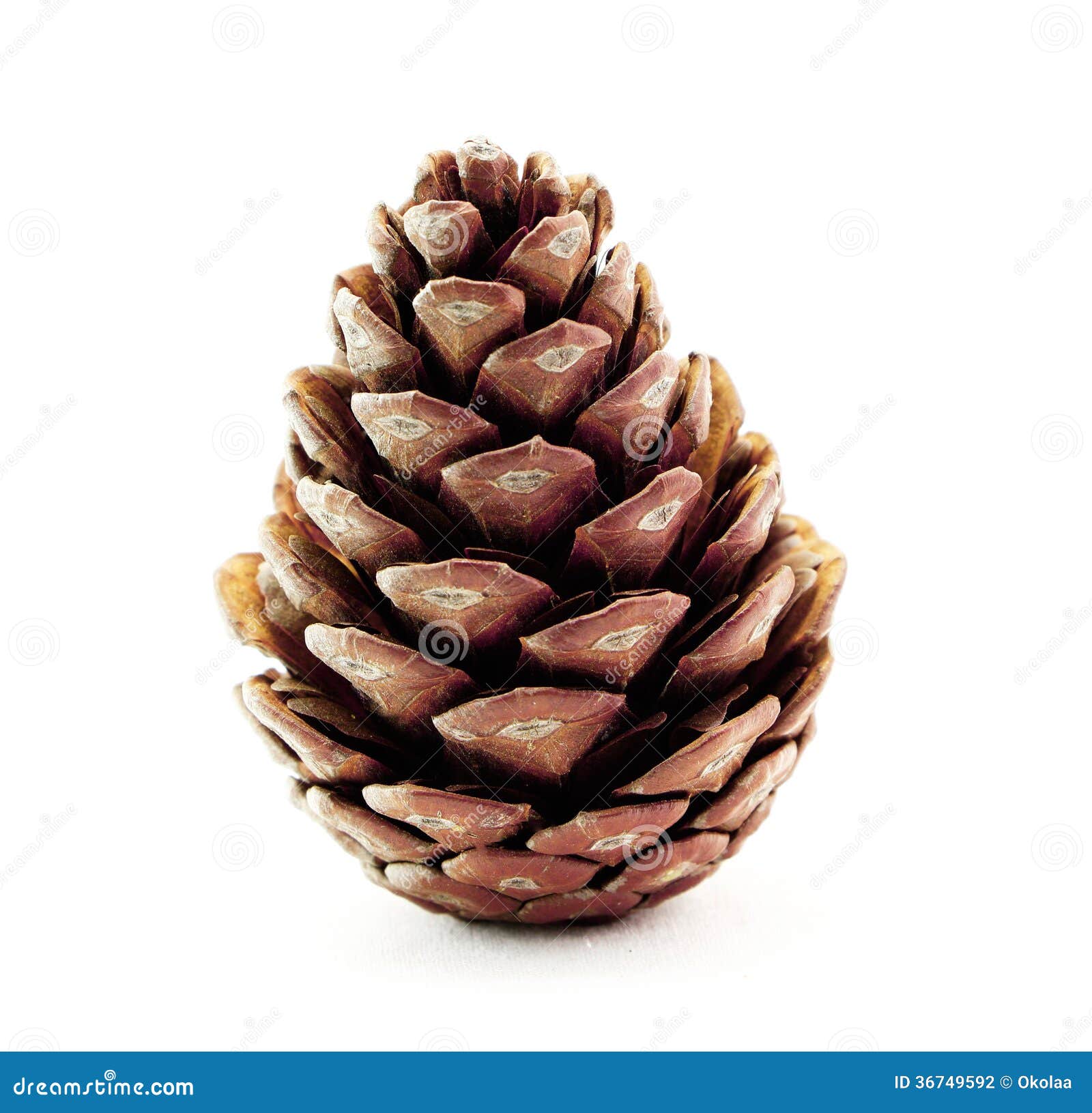 Pigna fotografia stock. Immagine di dicembre, arborvitae - 36749592